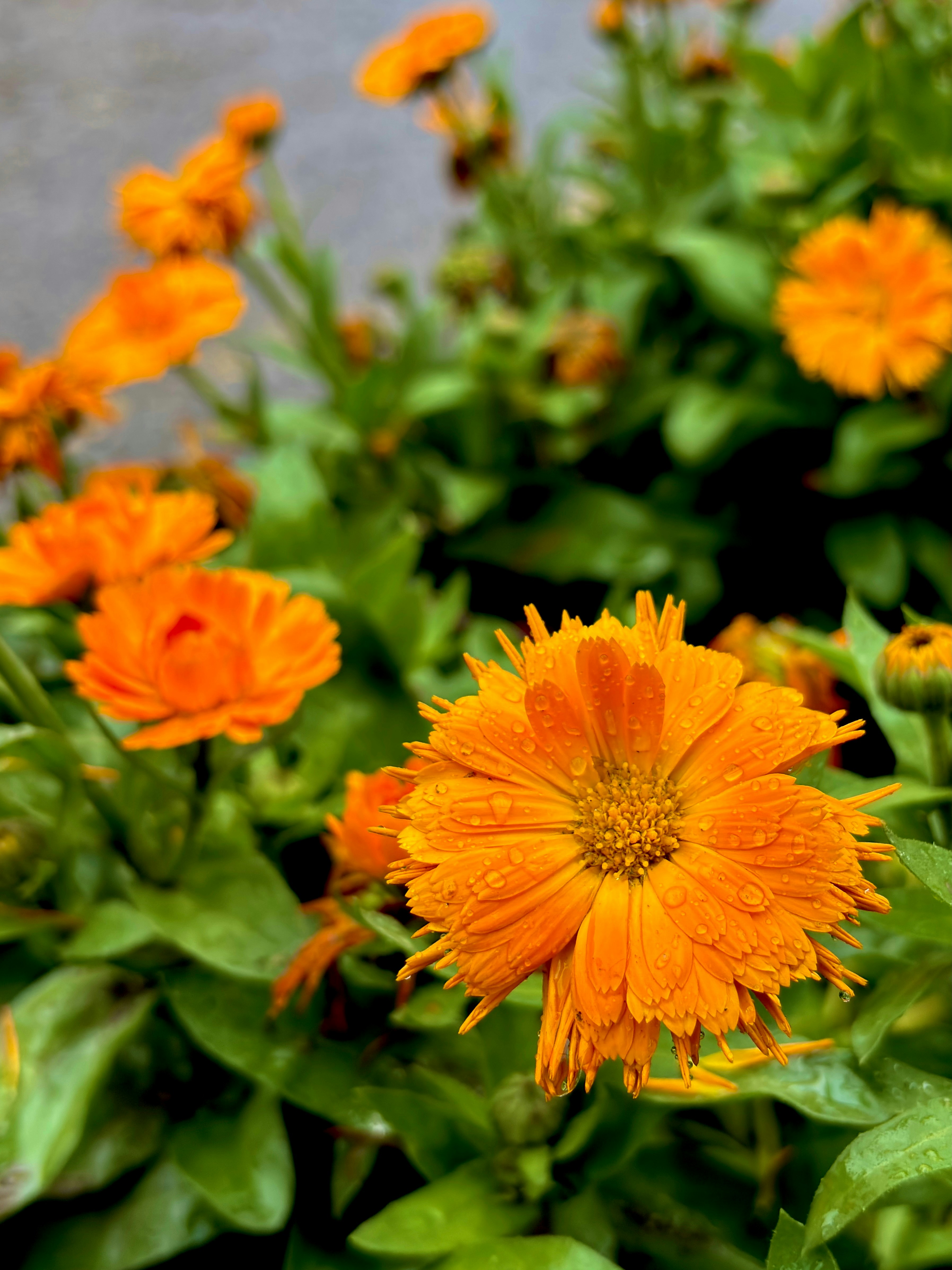 Orange Blossom Spotlight: A Dew-Dusted Gerbera Portrait