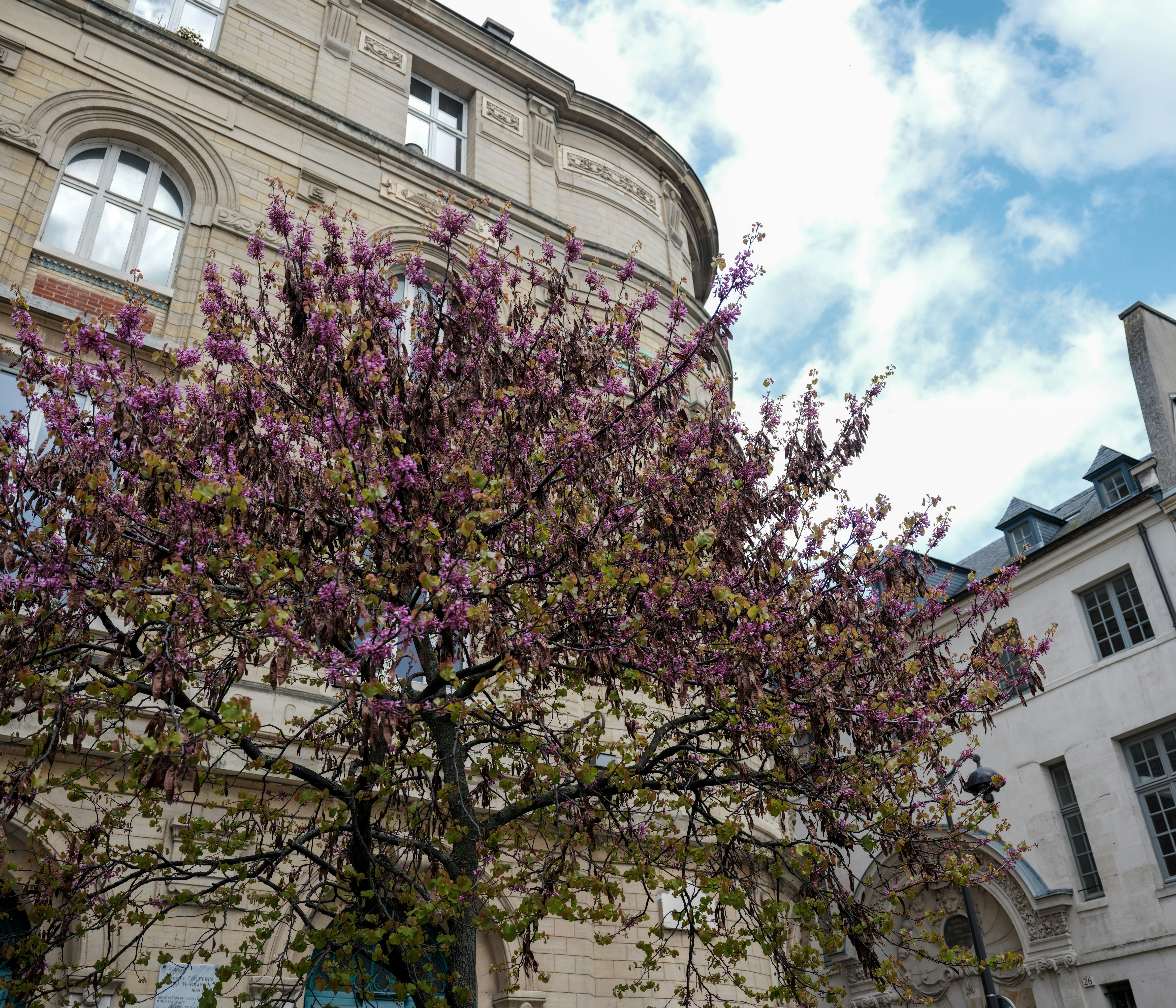 Blossoms Against a Historic Facade
