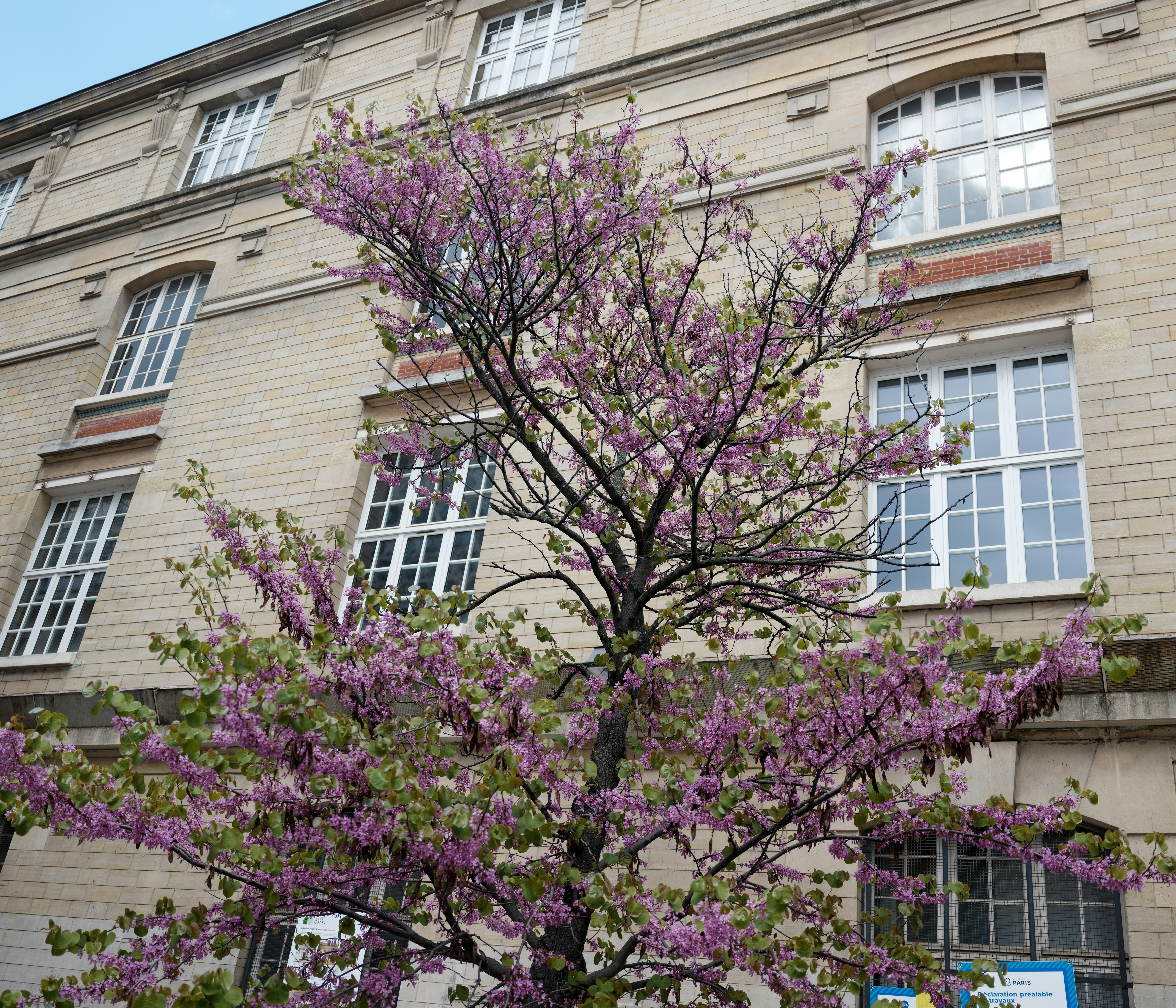 Blossoms Against a Facade: A Spring Tree Reaches Toward the Limestone