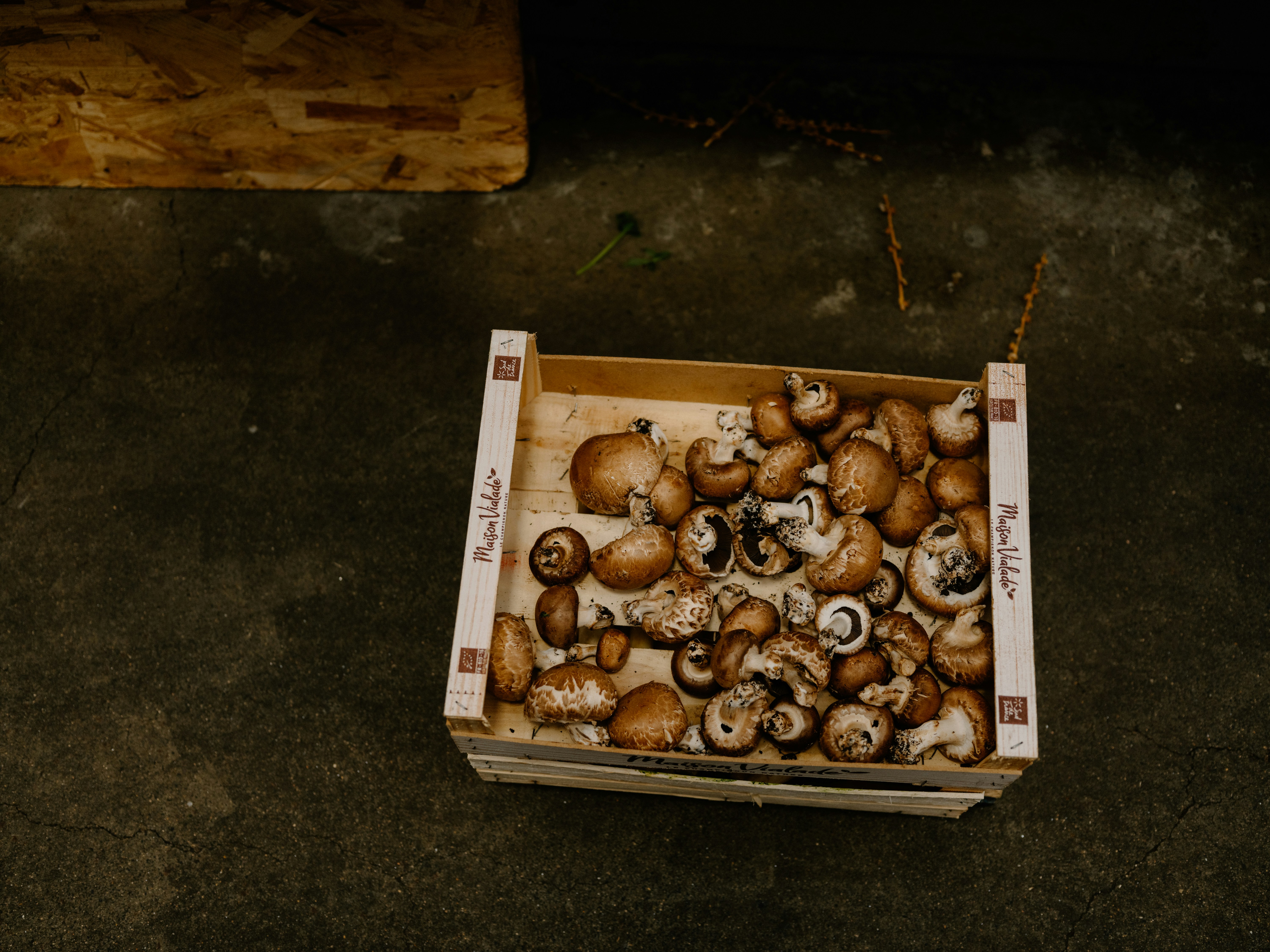 Fresh Mushroom Box Resting on a Concrete Floor