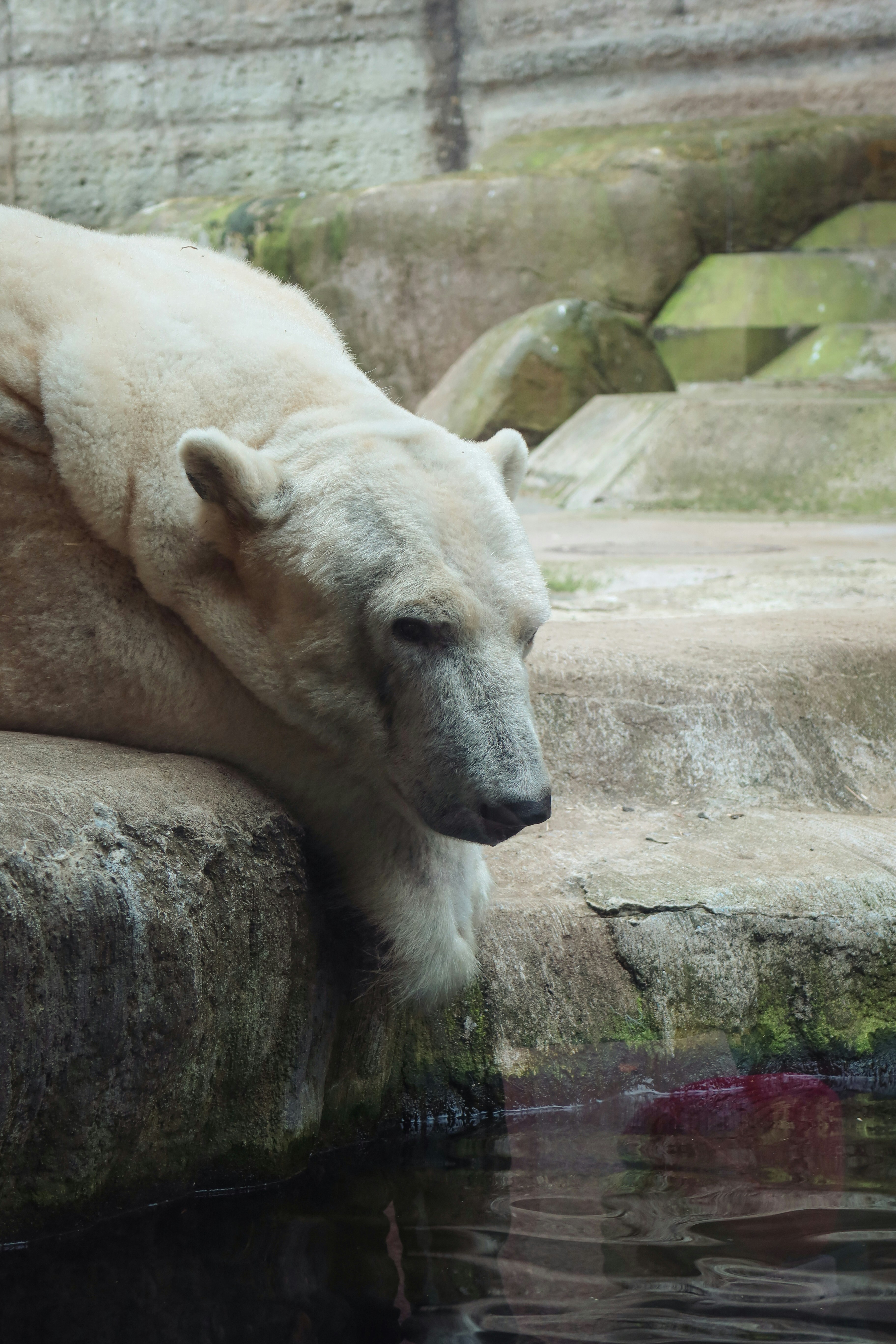 Resting Polar Bear at the Water's Edge