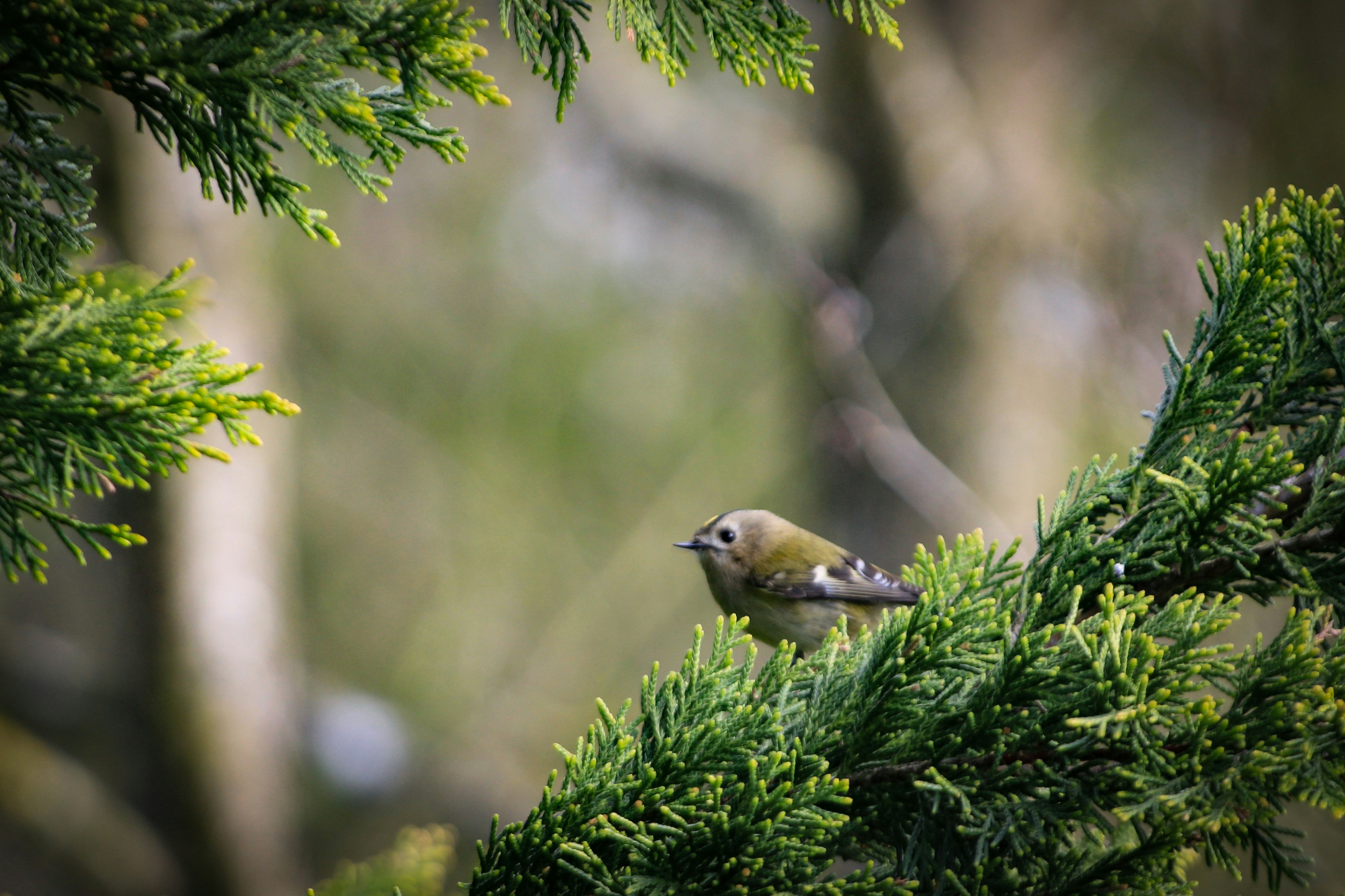 Micro Bird, Grand Branches: A Quiet Perch in Evergreen Quietude