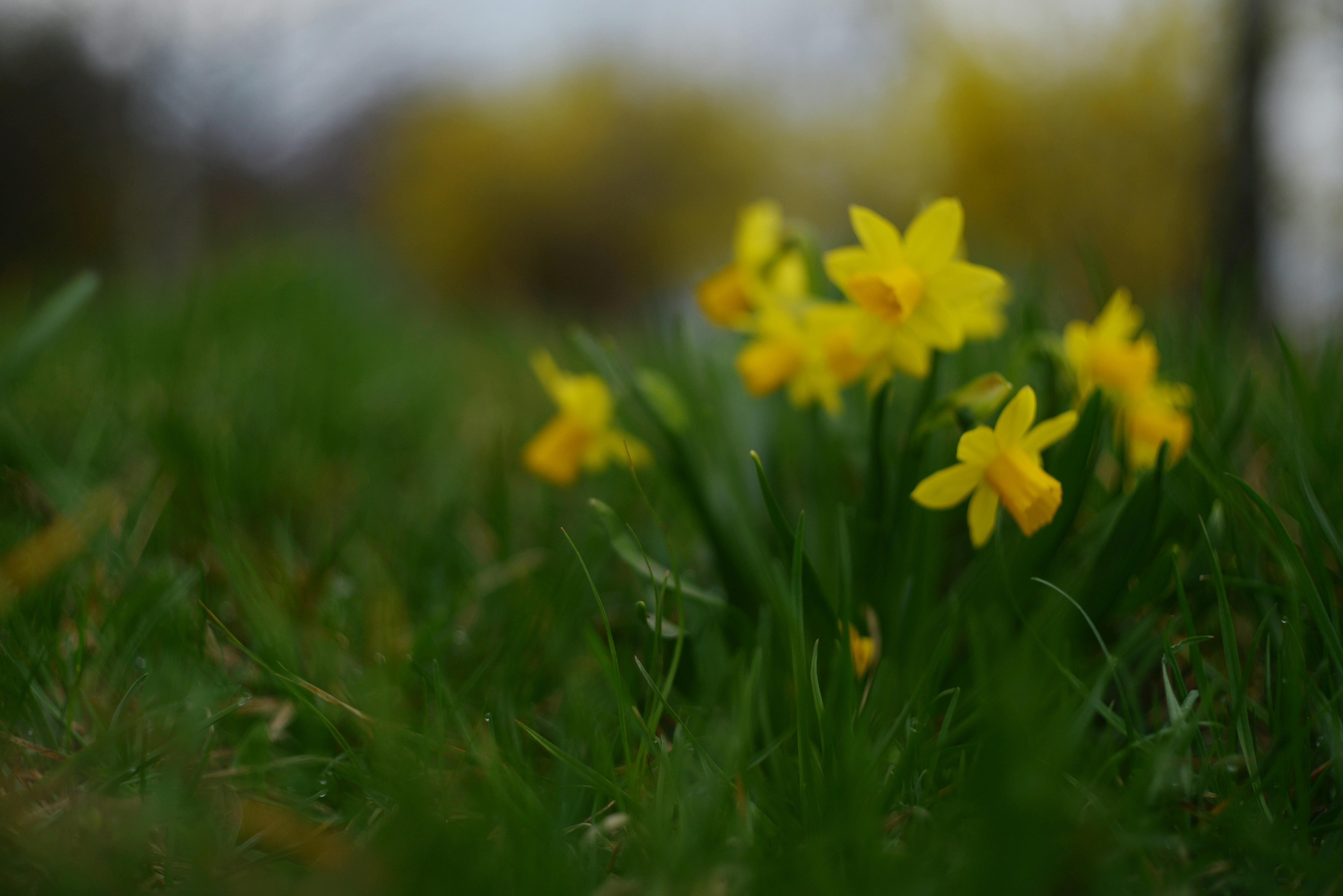 Sunlit Narcissus Bloom in Soft Focus Meadow