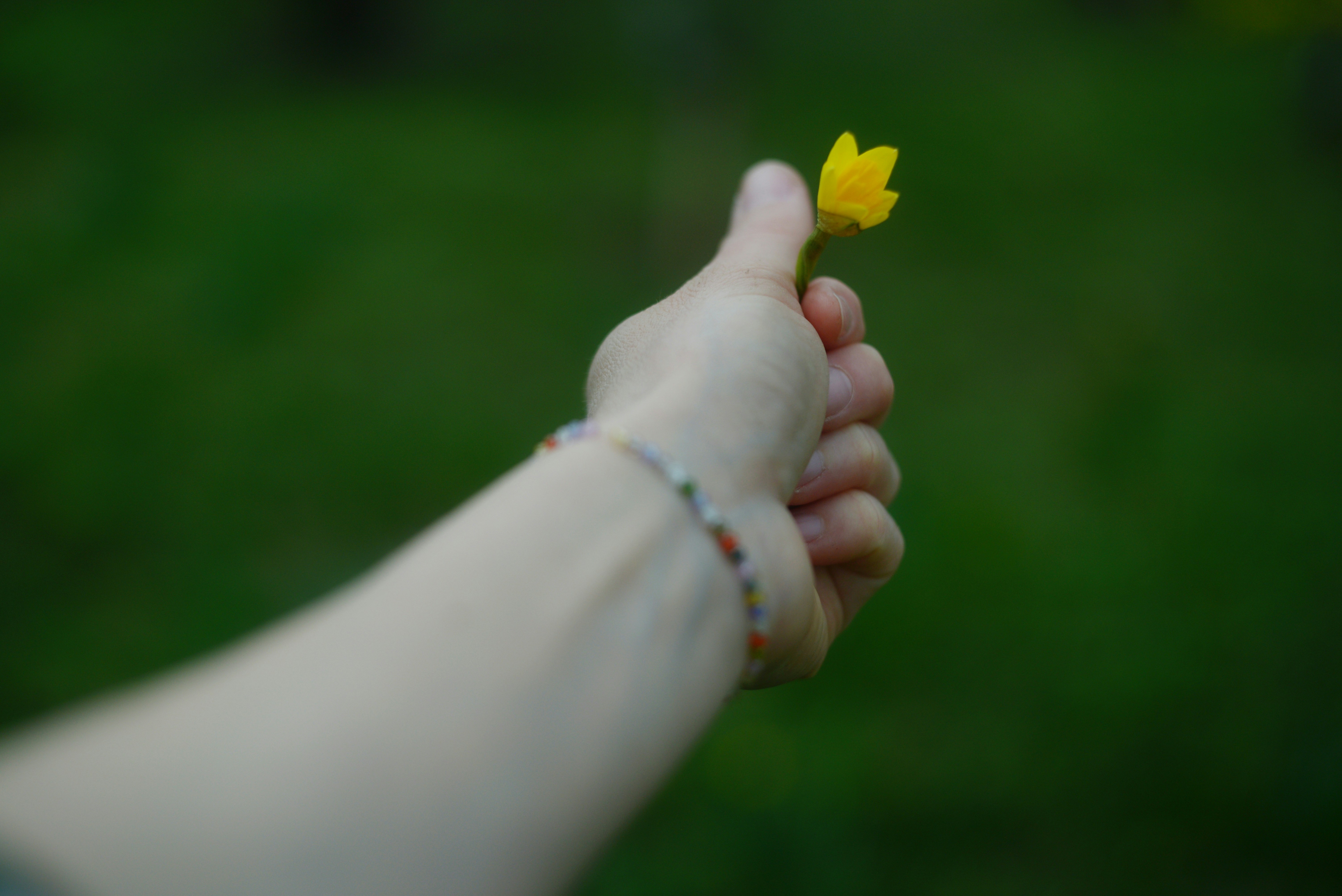 Handful of Color: A Yellow Flower Reaches from a Grasp