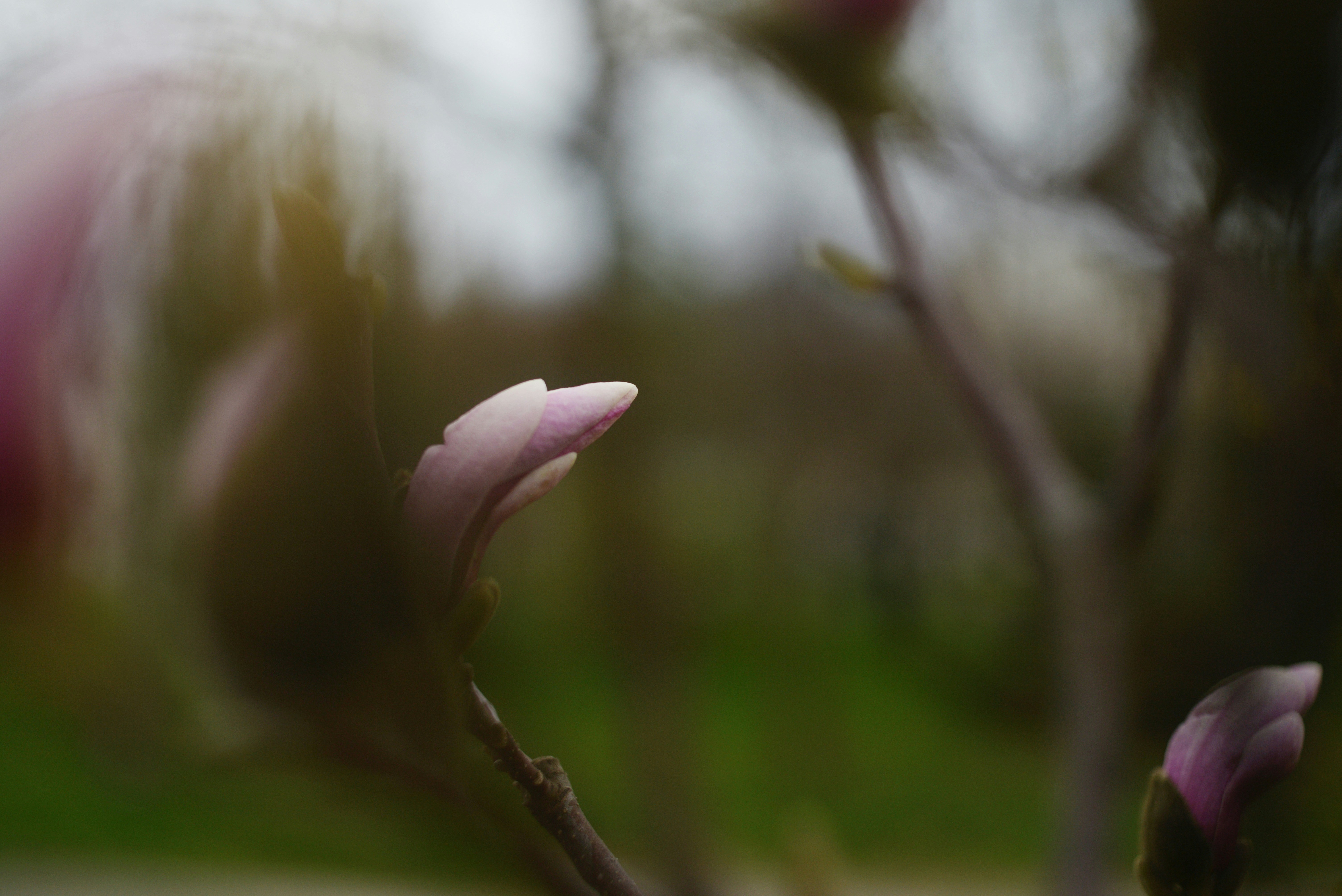 Blooming Moment: Soft Focus Buds in a Quiet Garden