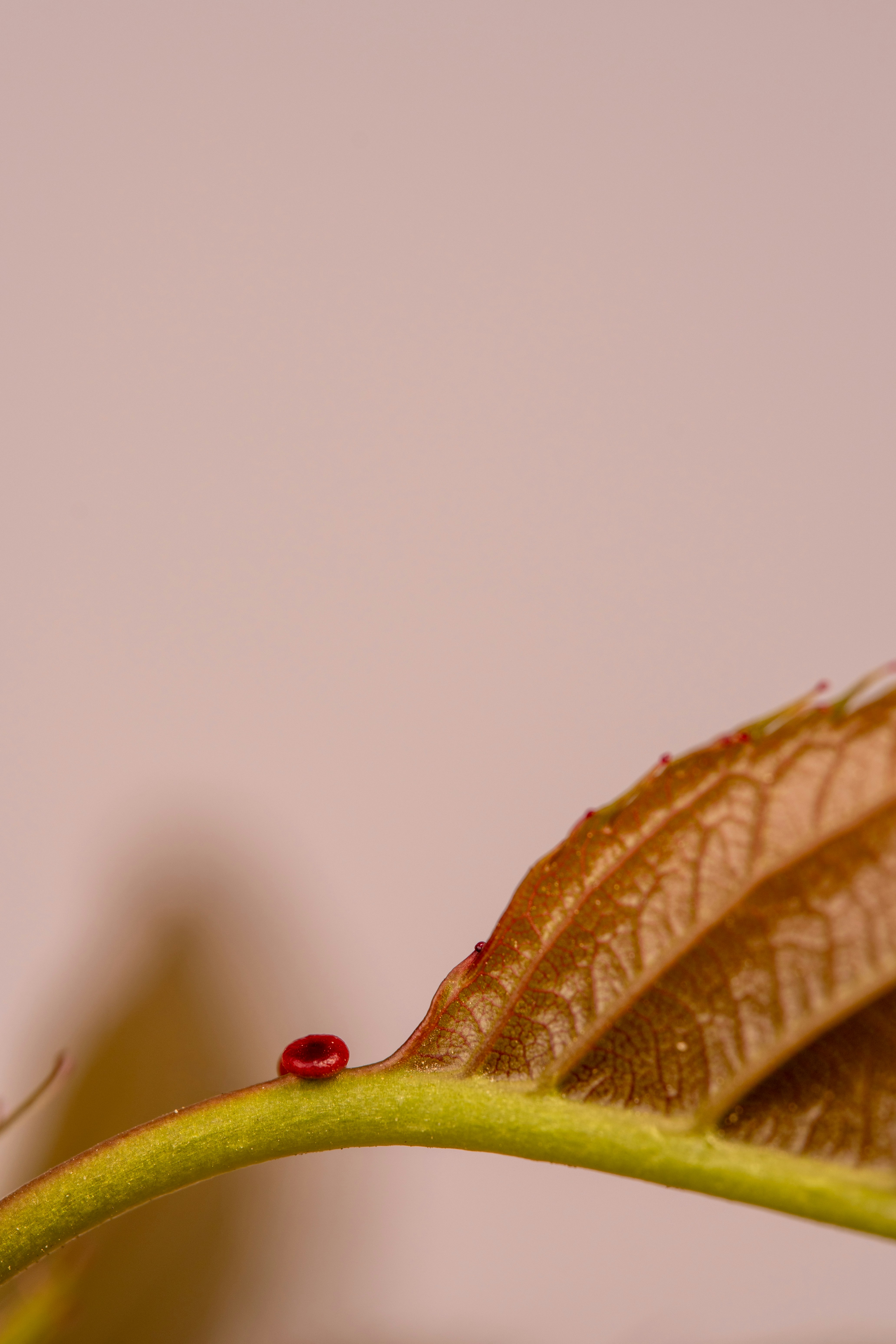 Macro Dew on a Leaf’s Edge