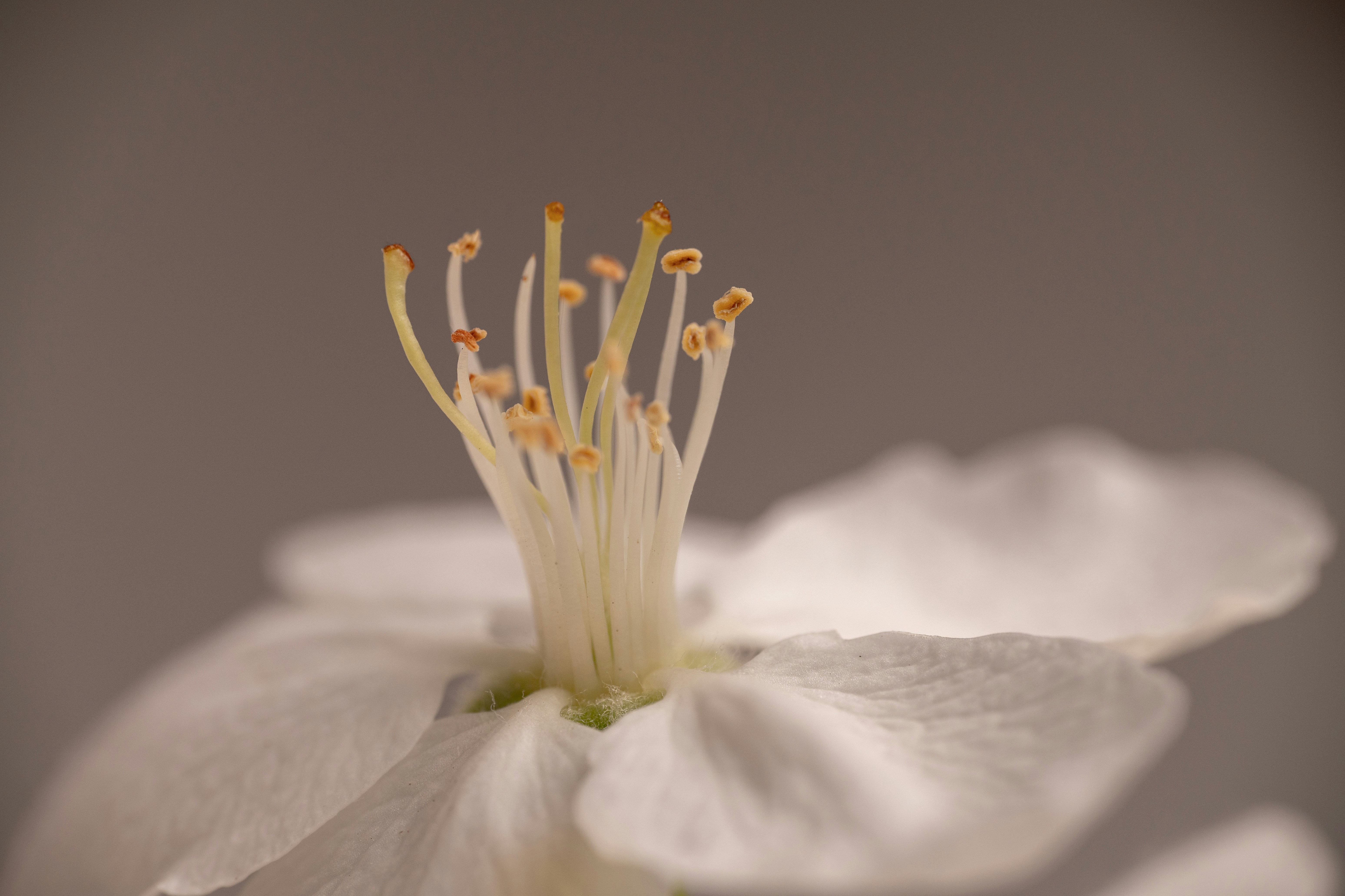 Stamen Crown: A White Bloom in Quiet Focus