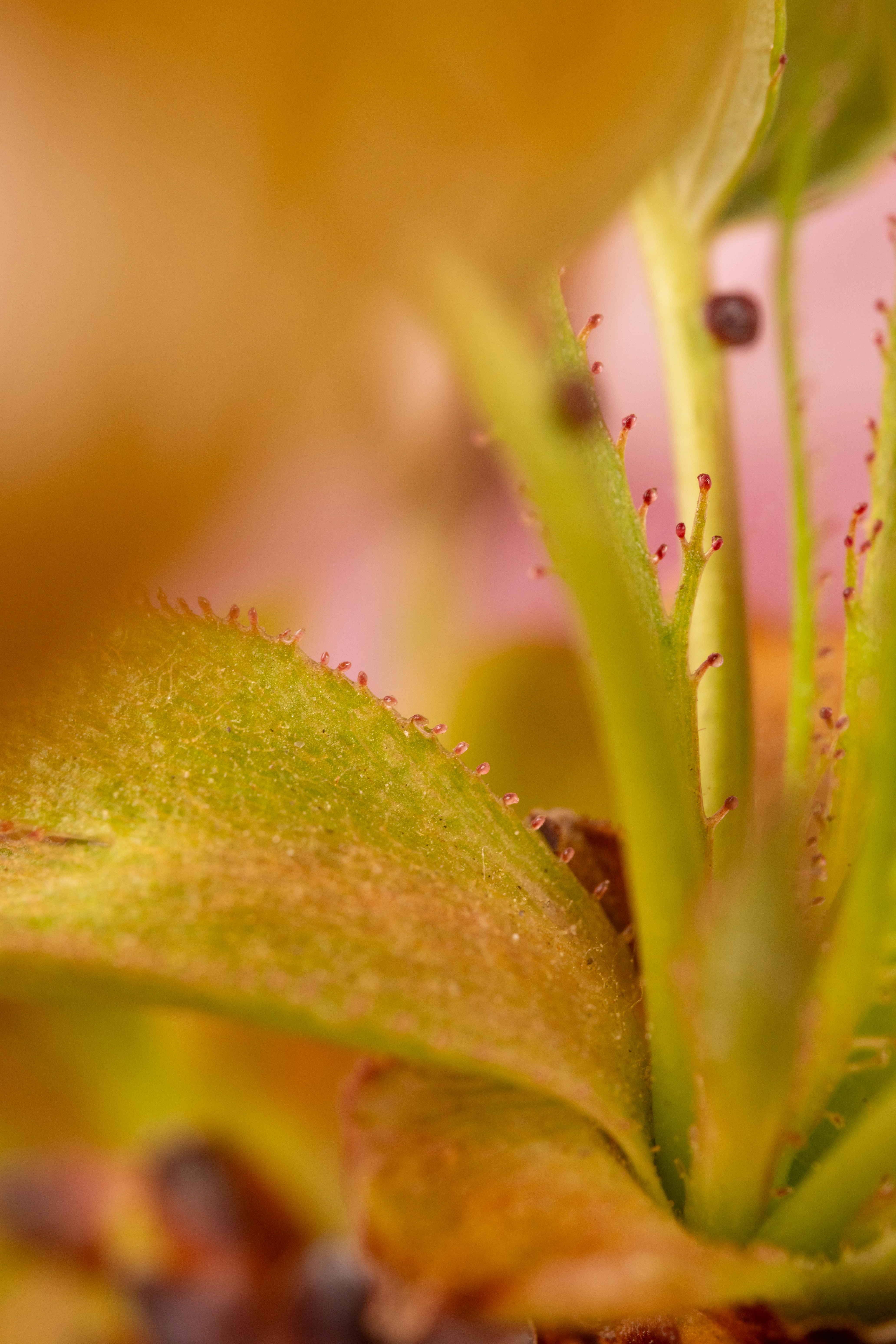 Close-Up of Plant Stem and Hairs in Soft Autumn Haze
