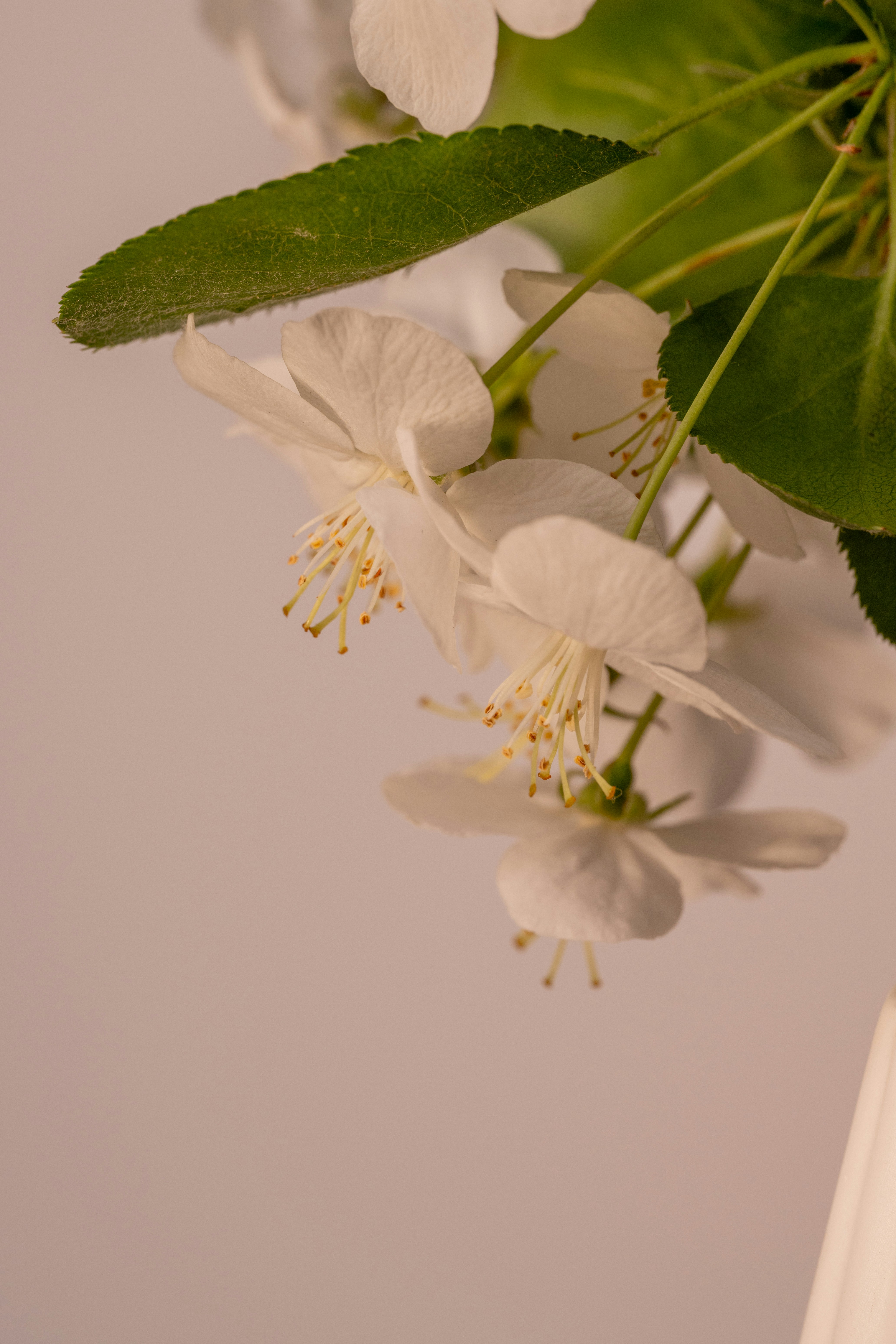 Whispers of White: Delicate Blossoms Against a Soft Canvas