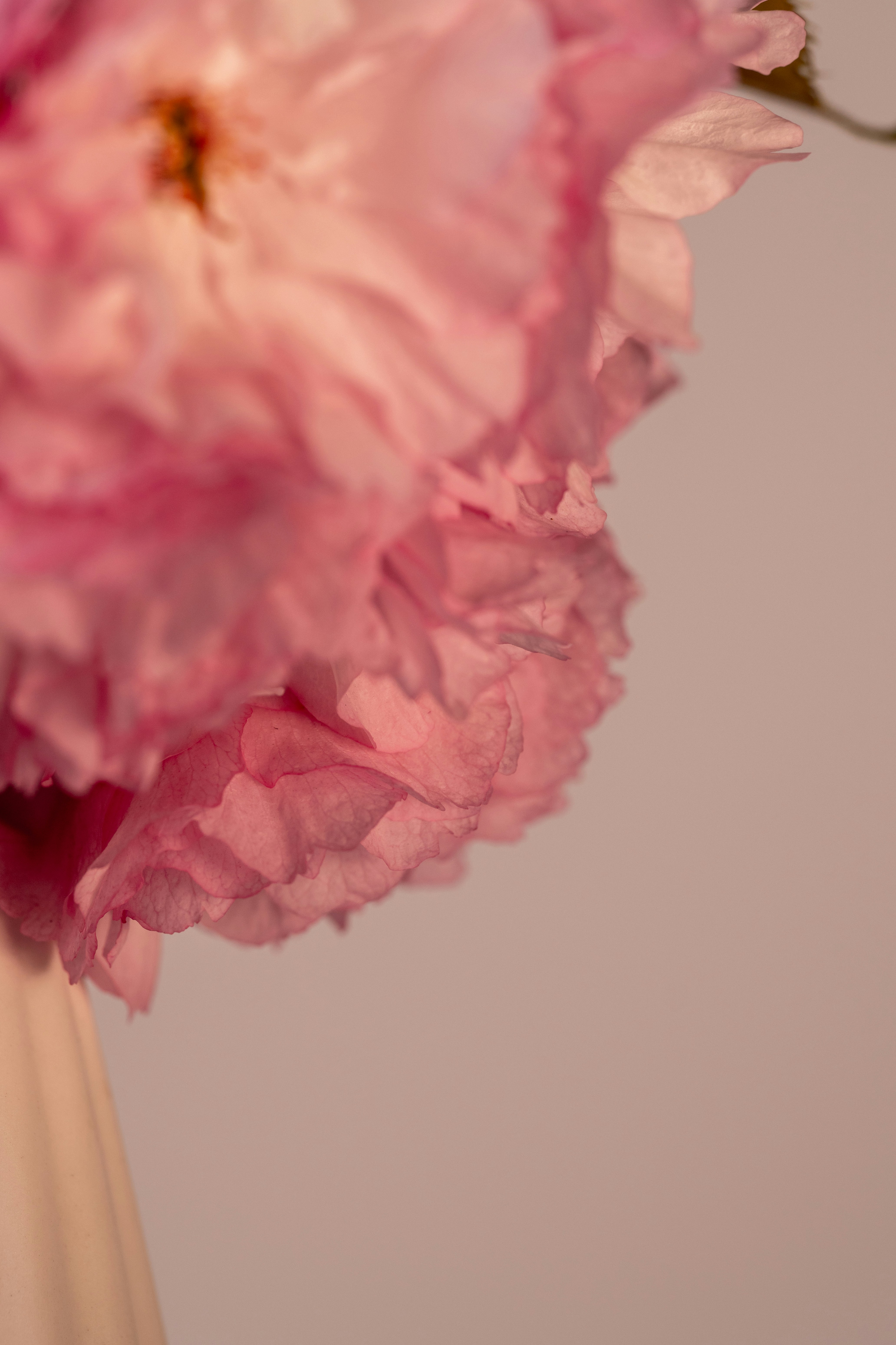 Petals in Focus: a Soft Pink Moment