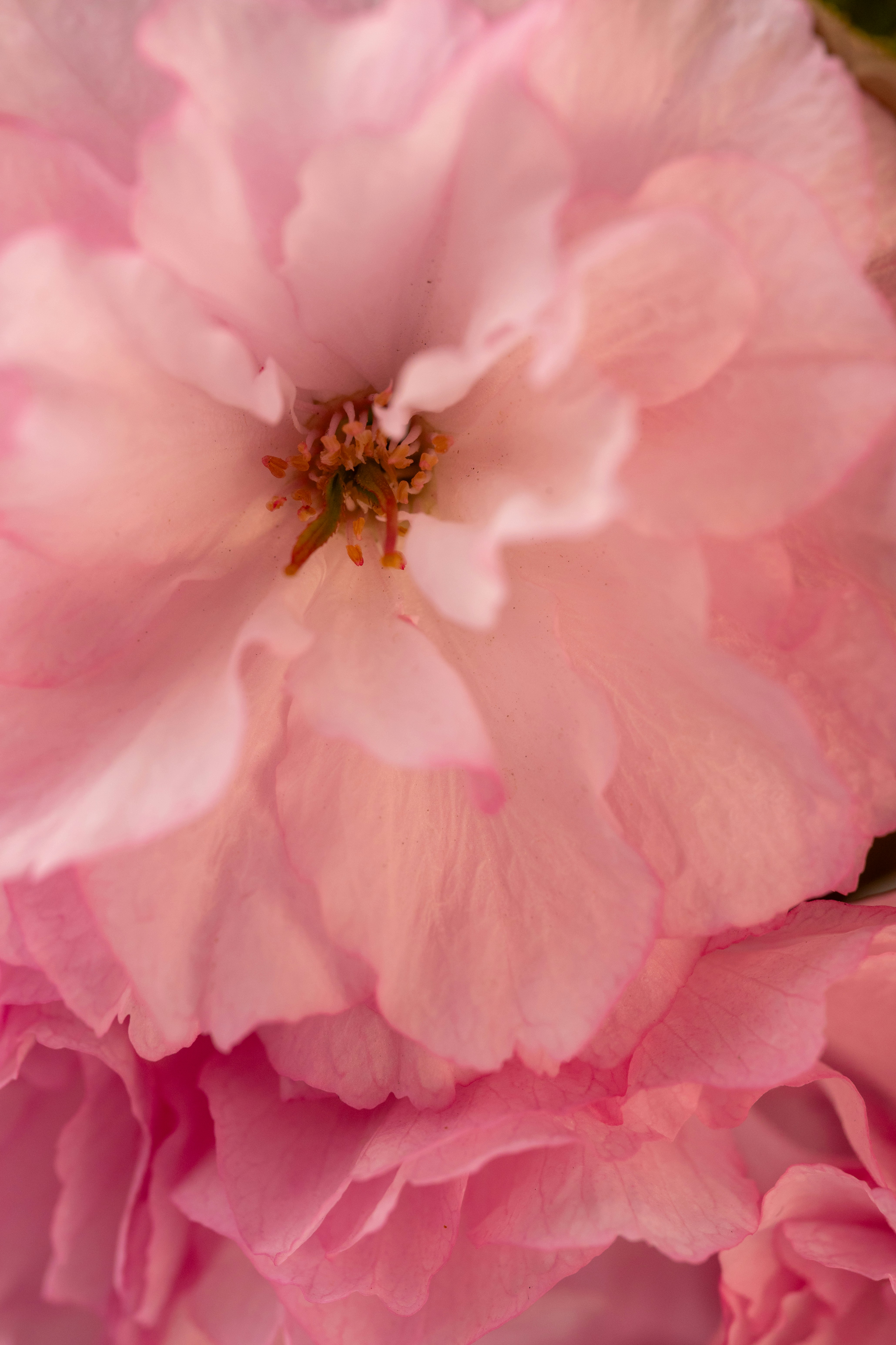 Petal Veil: a Soft Pink Macro of Bloom's Core