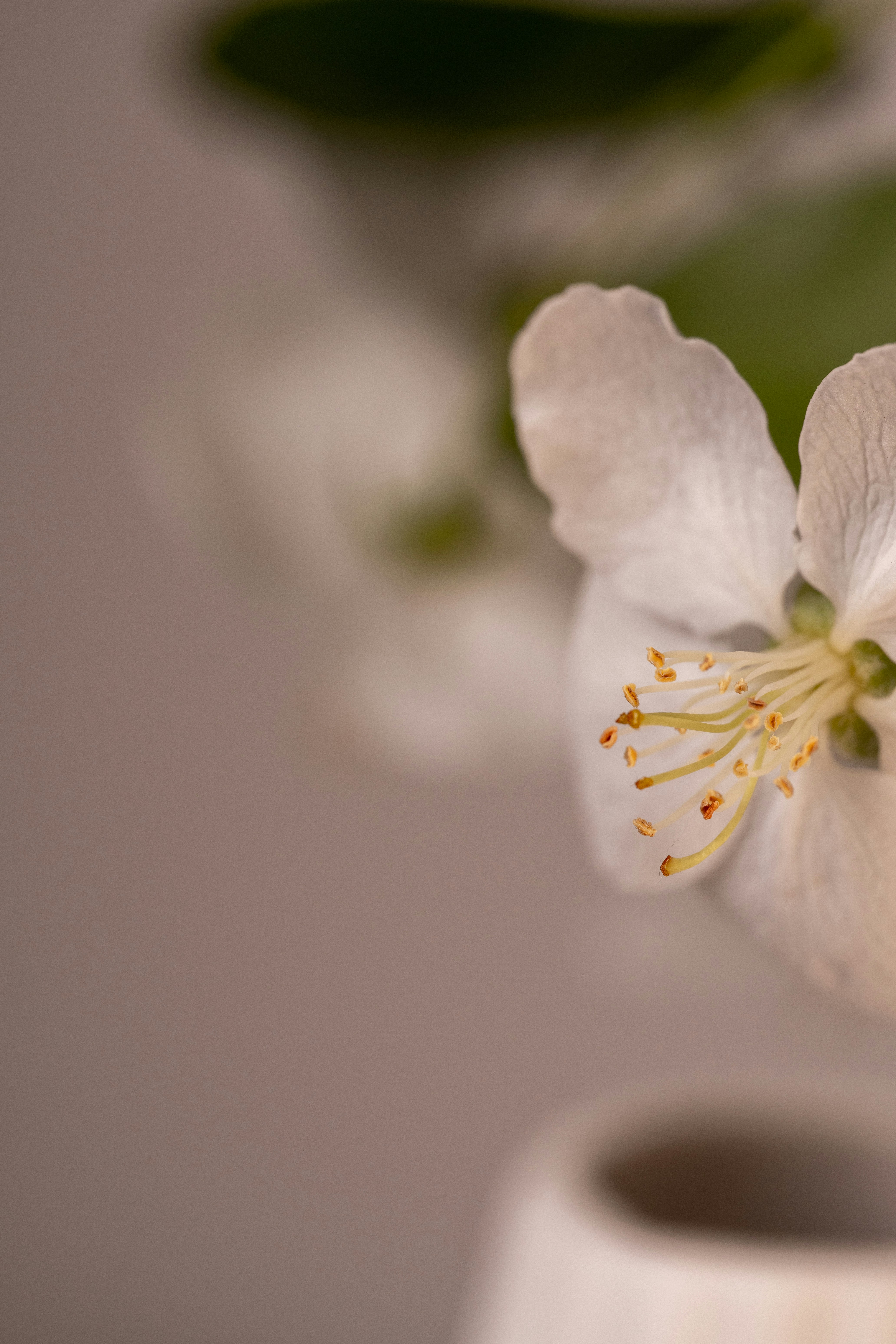 White Blossom in Soft Focus: An Intimate Macro Moment