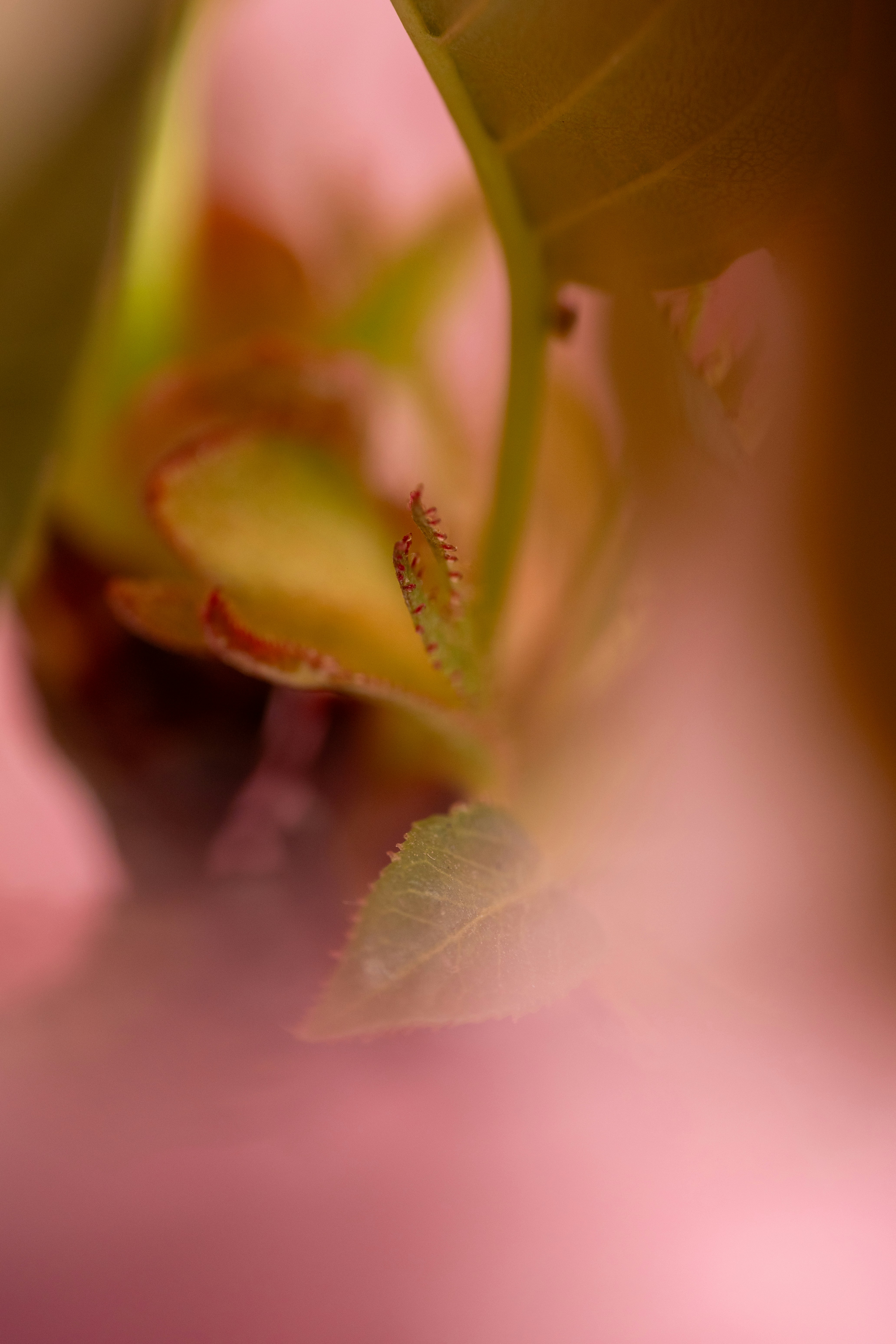 Petal Veil: Soft Pink Plant Macro with Subtle Depth