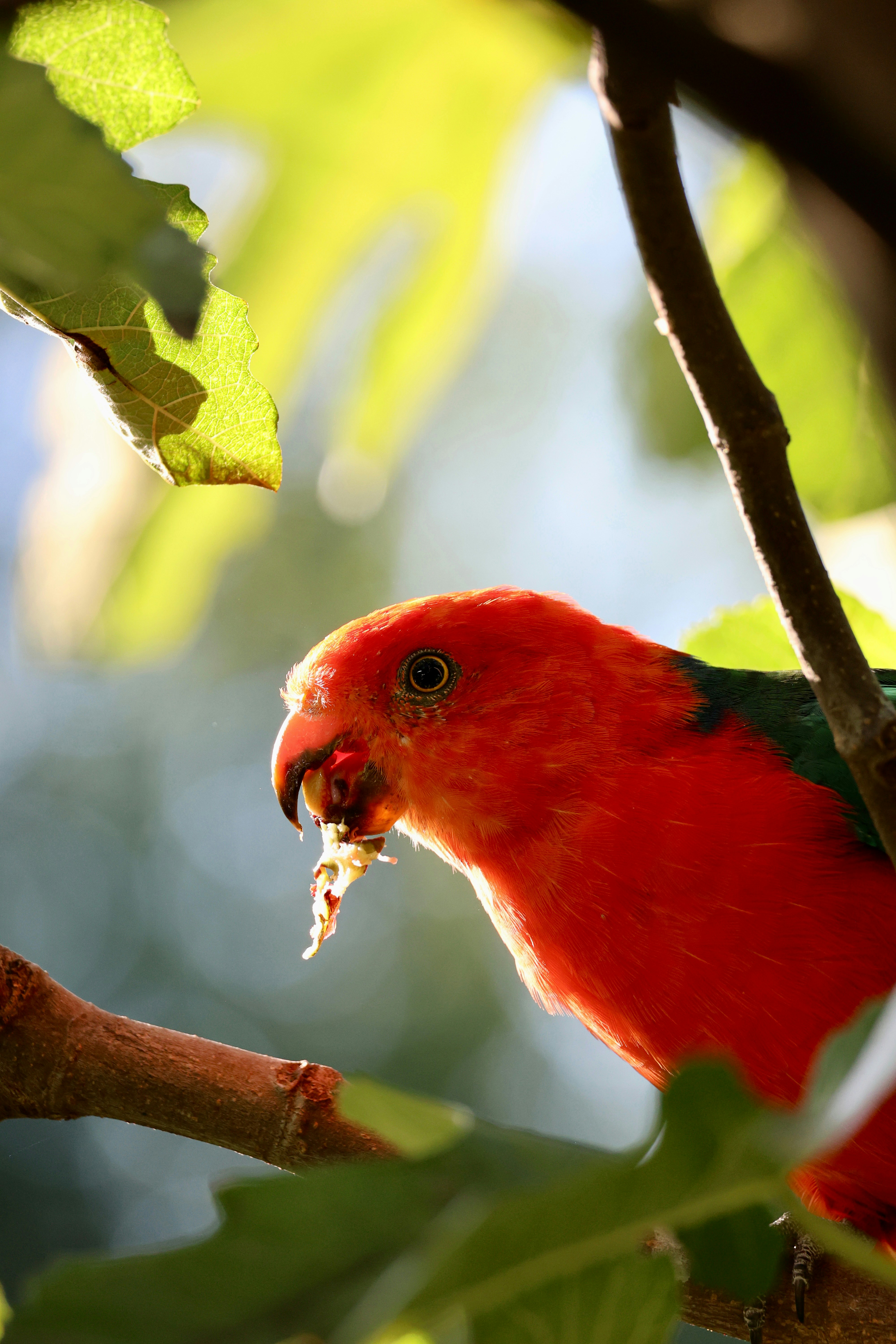 Crimson Crest with a Bite: A Parrot's Quiet Lunch