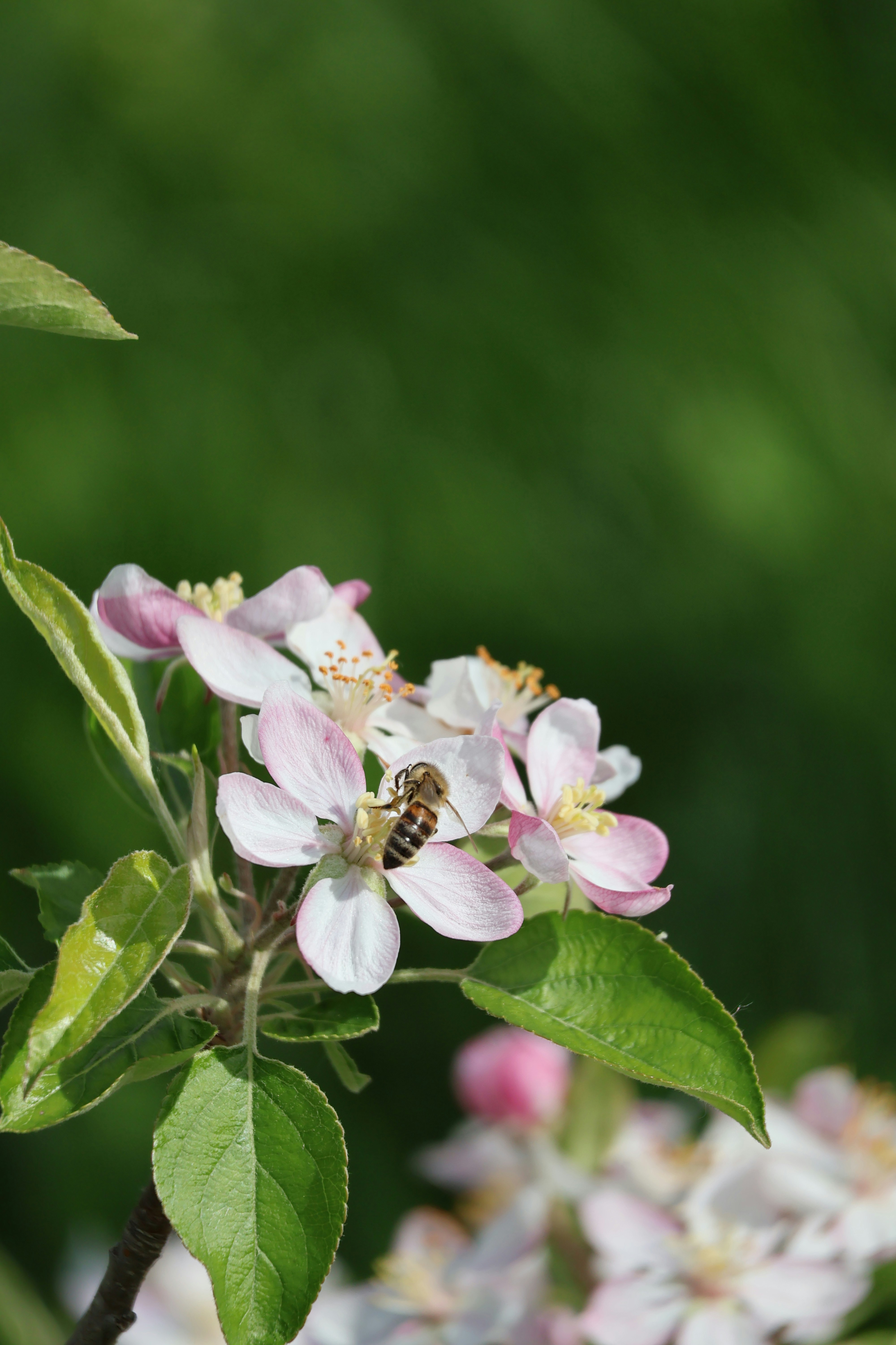 Blooming Apple Blossom with a Bee
