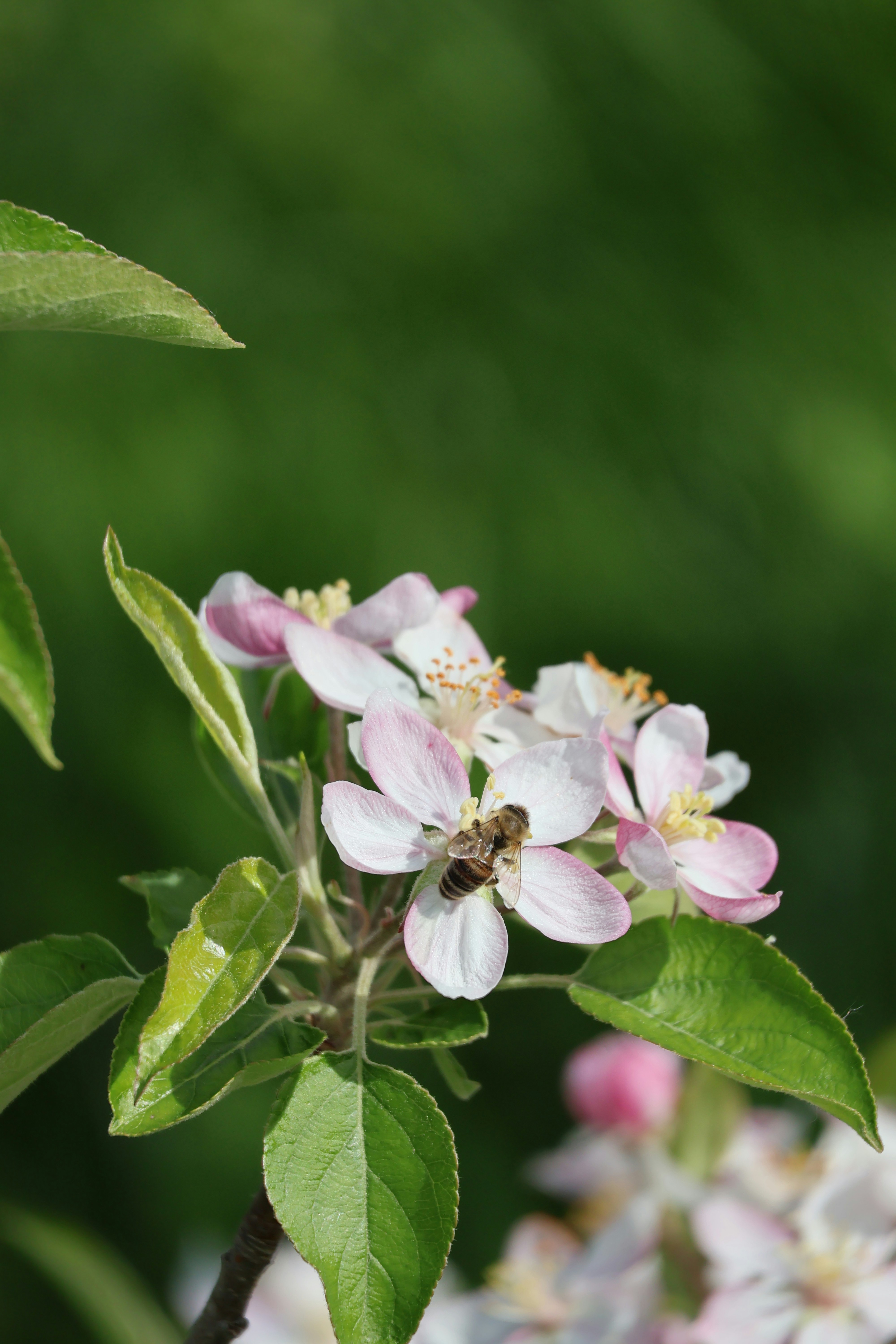 Bee on Blushing Petals: A Quiet Moment in Bloom