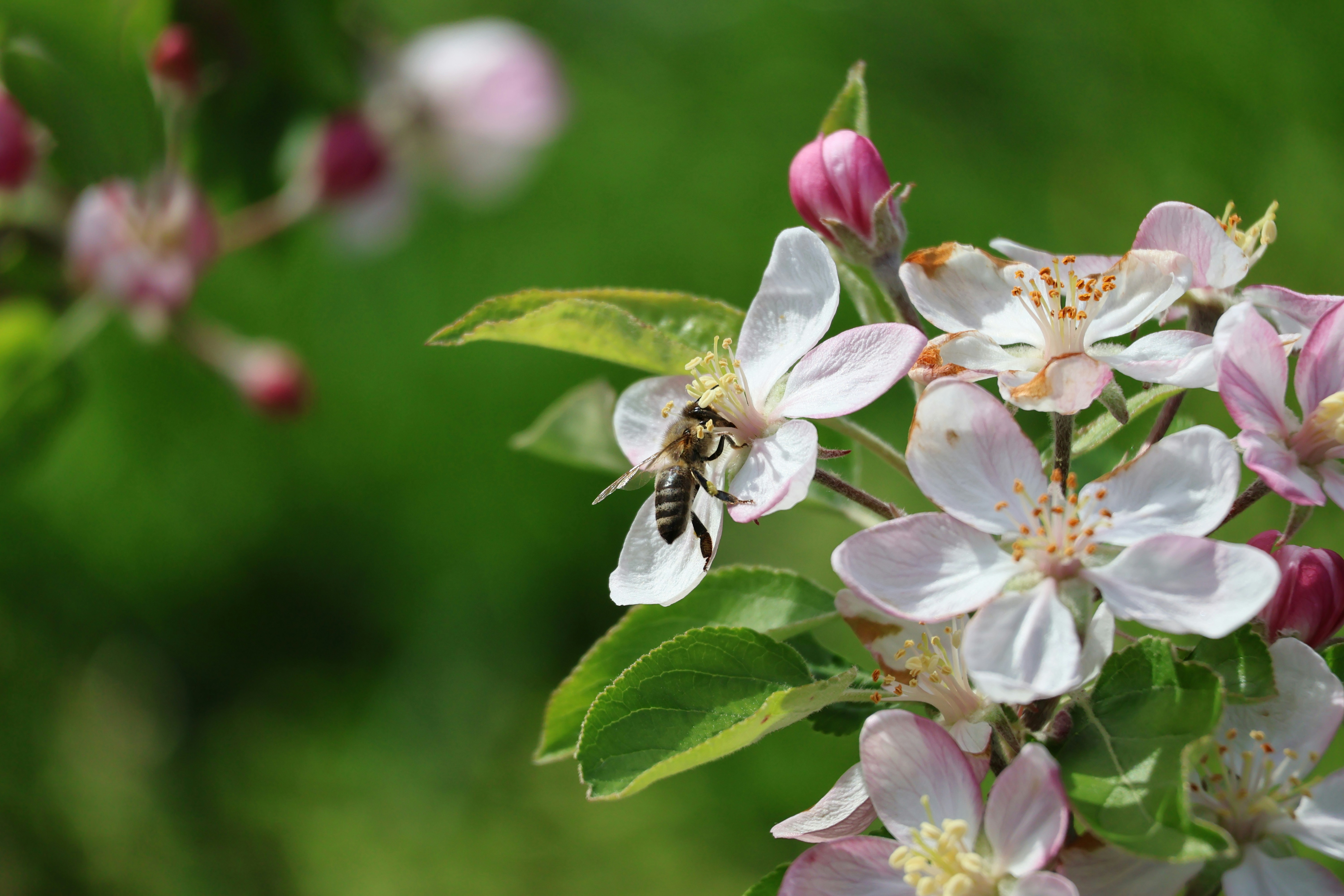 Bee on Blossom: A Focused Moment of Pollination