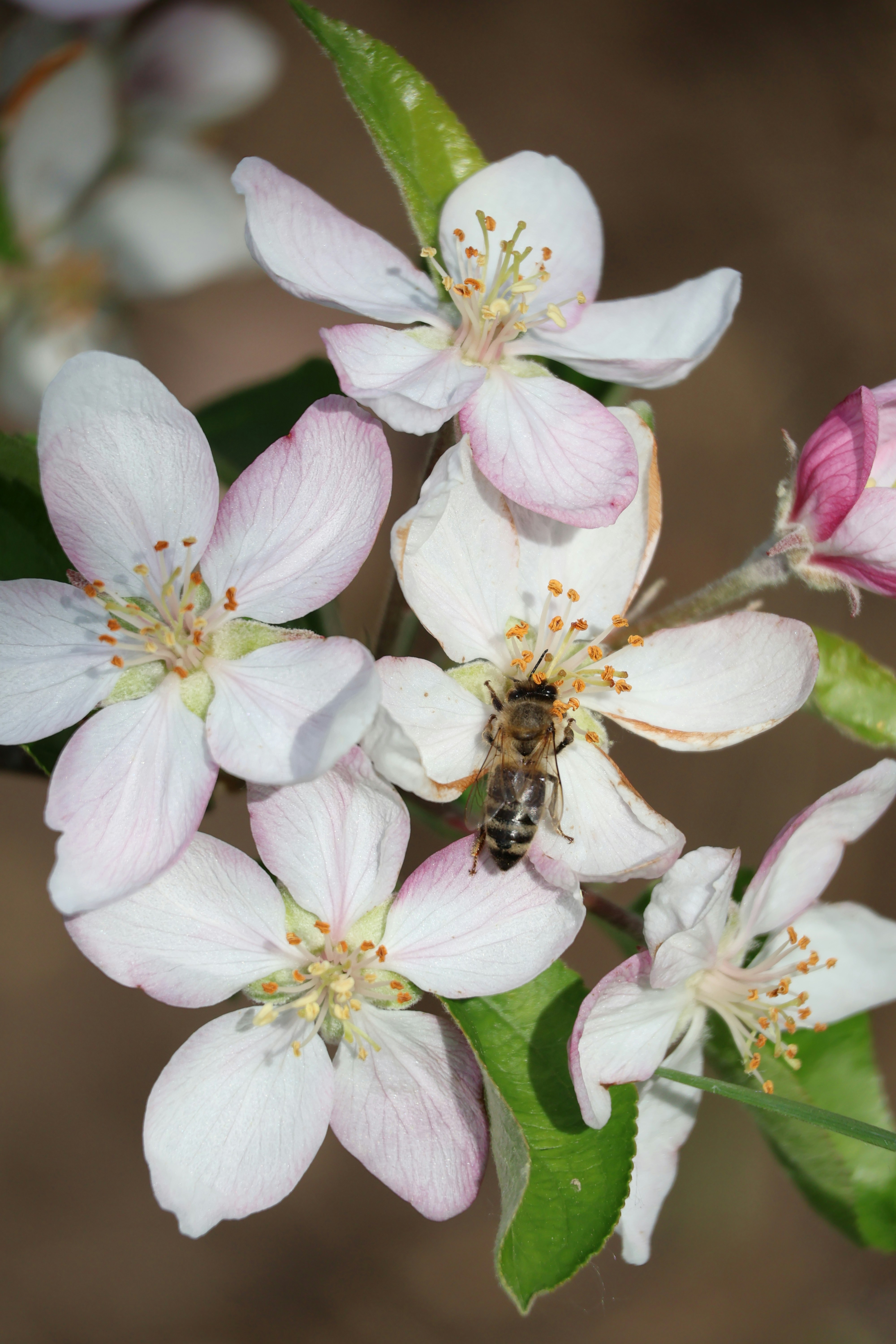 Bee on a blush-white blossom: a close encounter with spring