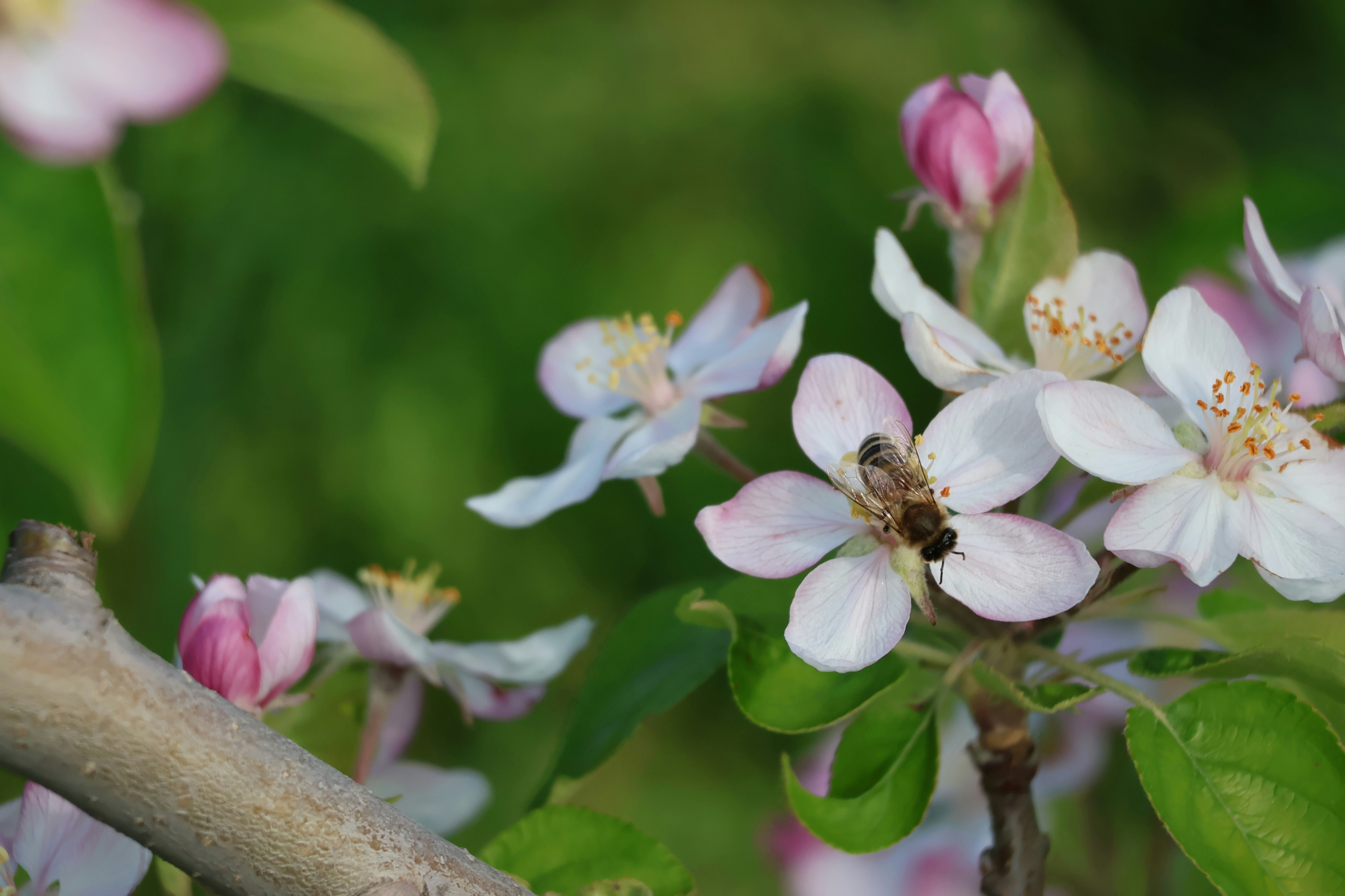 A bee pollinates a delicate pink apple blossom.
