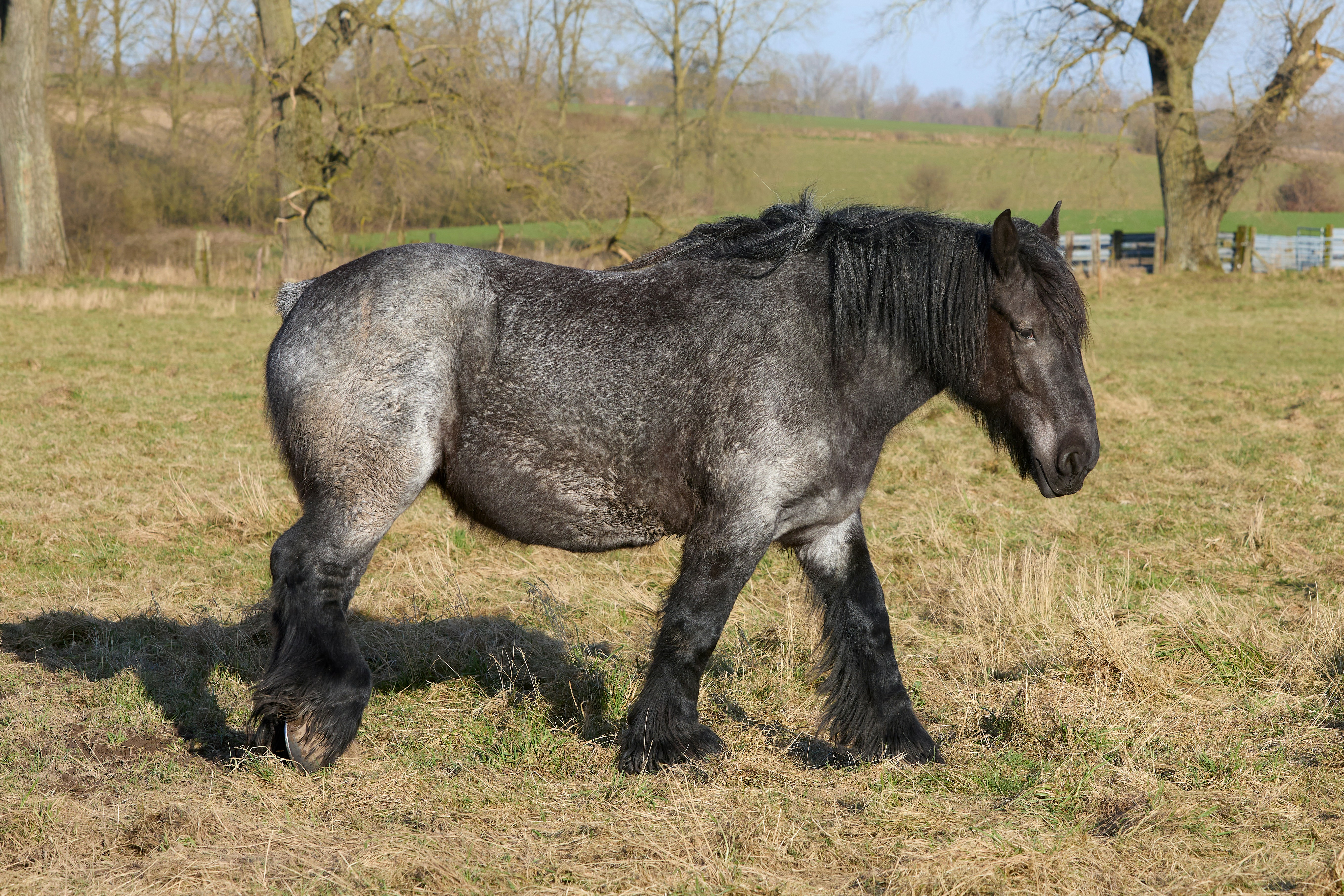 A gray pony stands in a sunlit pasture, head turned slightly to the right as dry grass and a rural fence roll into the background. This is a natural scene without people, suitable for outdoor/agriculture themes.