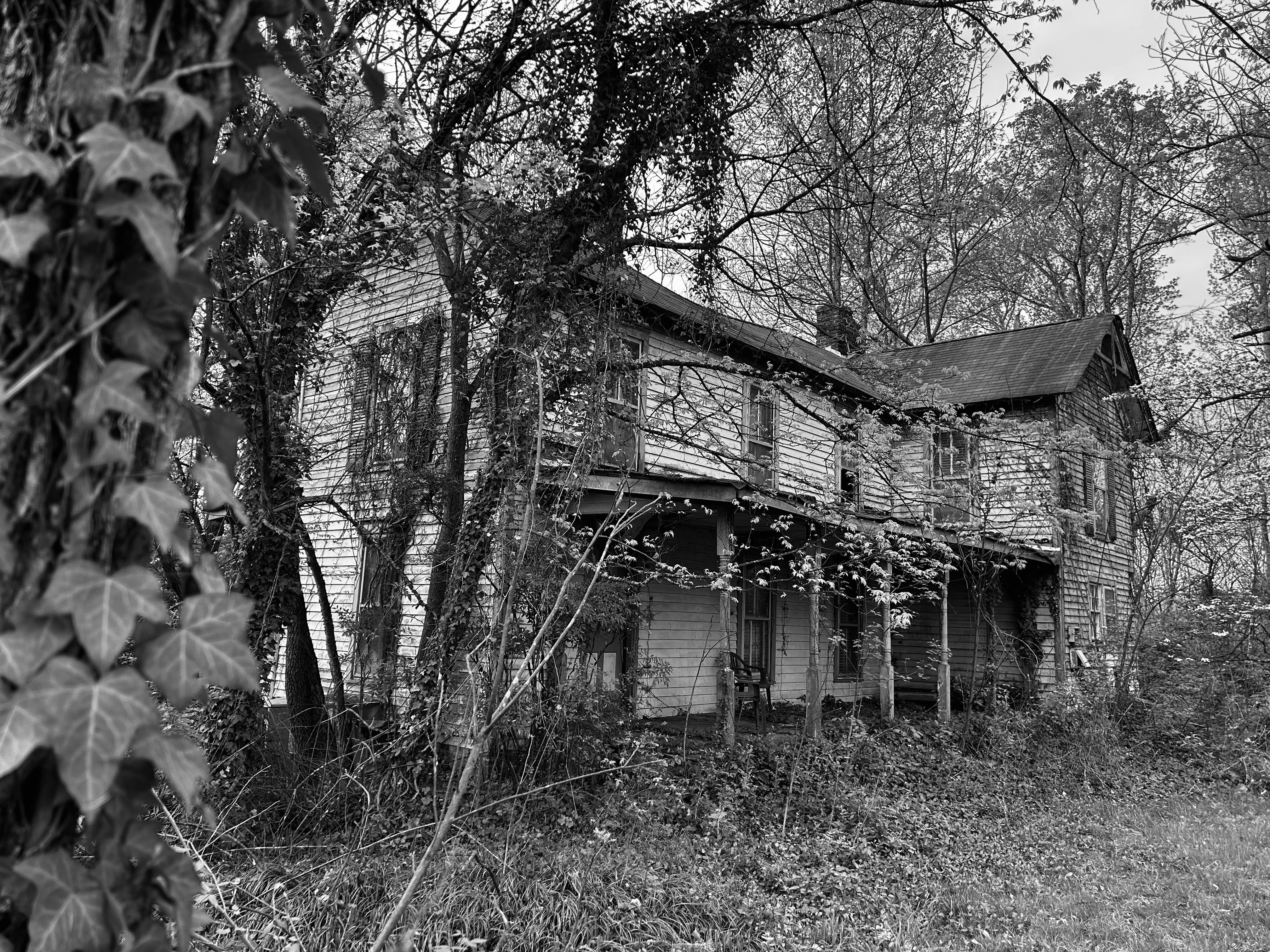 Abandoned House Veiled by Vines in a Quiet Overgrowth