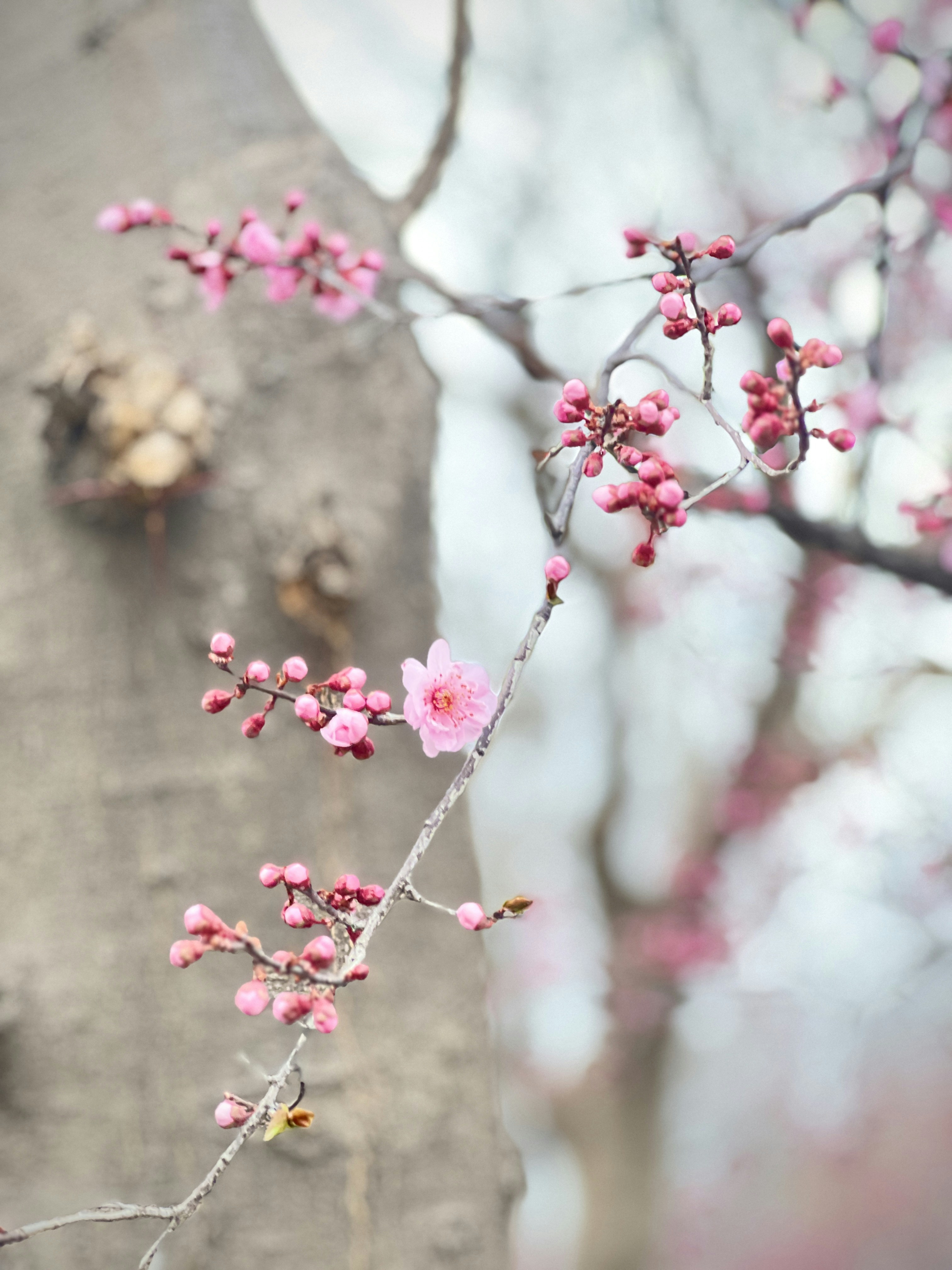 Pink Buds on a Cedar Branch in Soft Spring Light