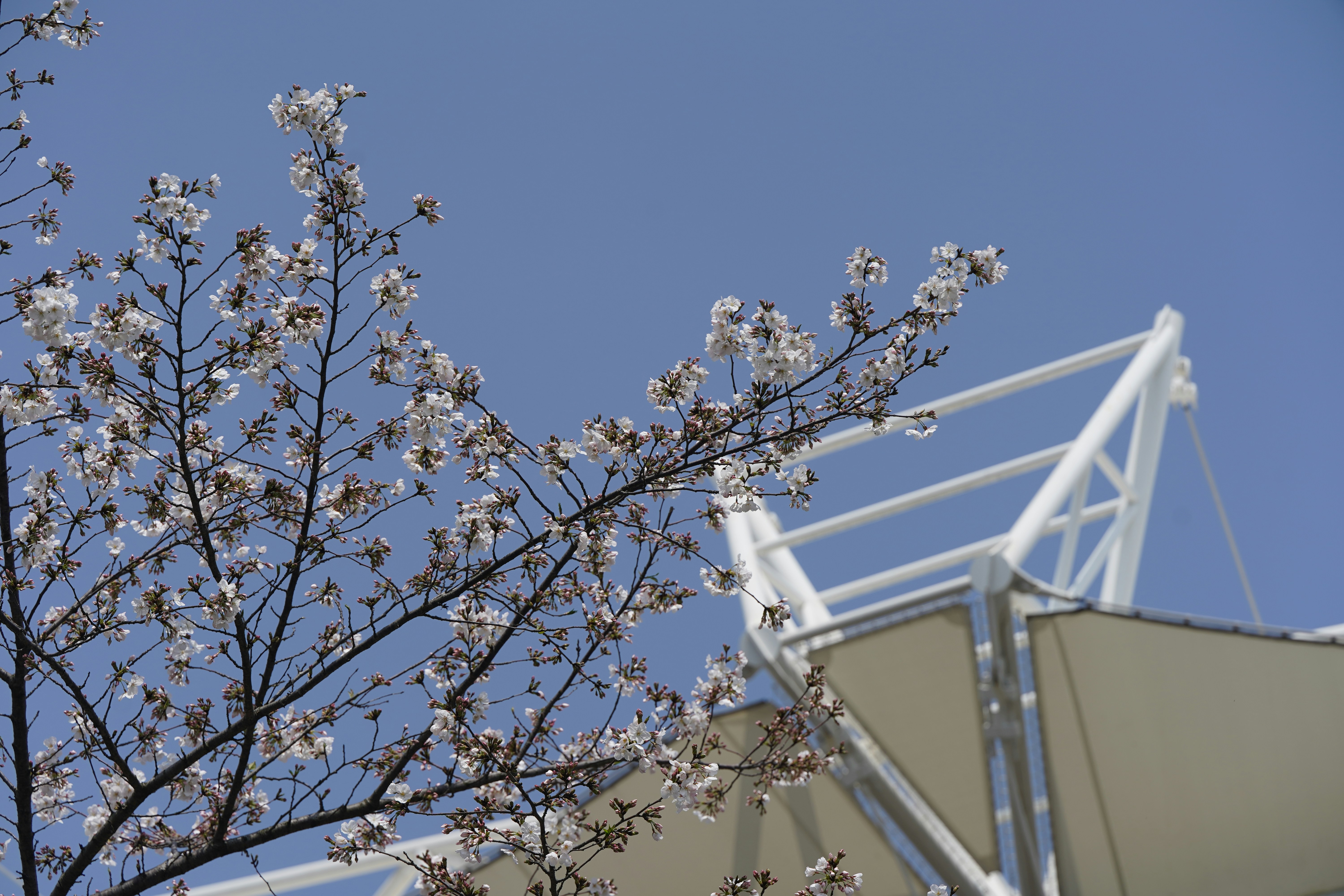 Blossoms and Steel: A Quiet Moment by the Exposed Skyline