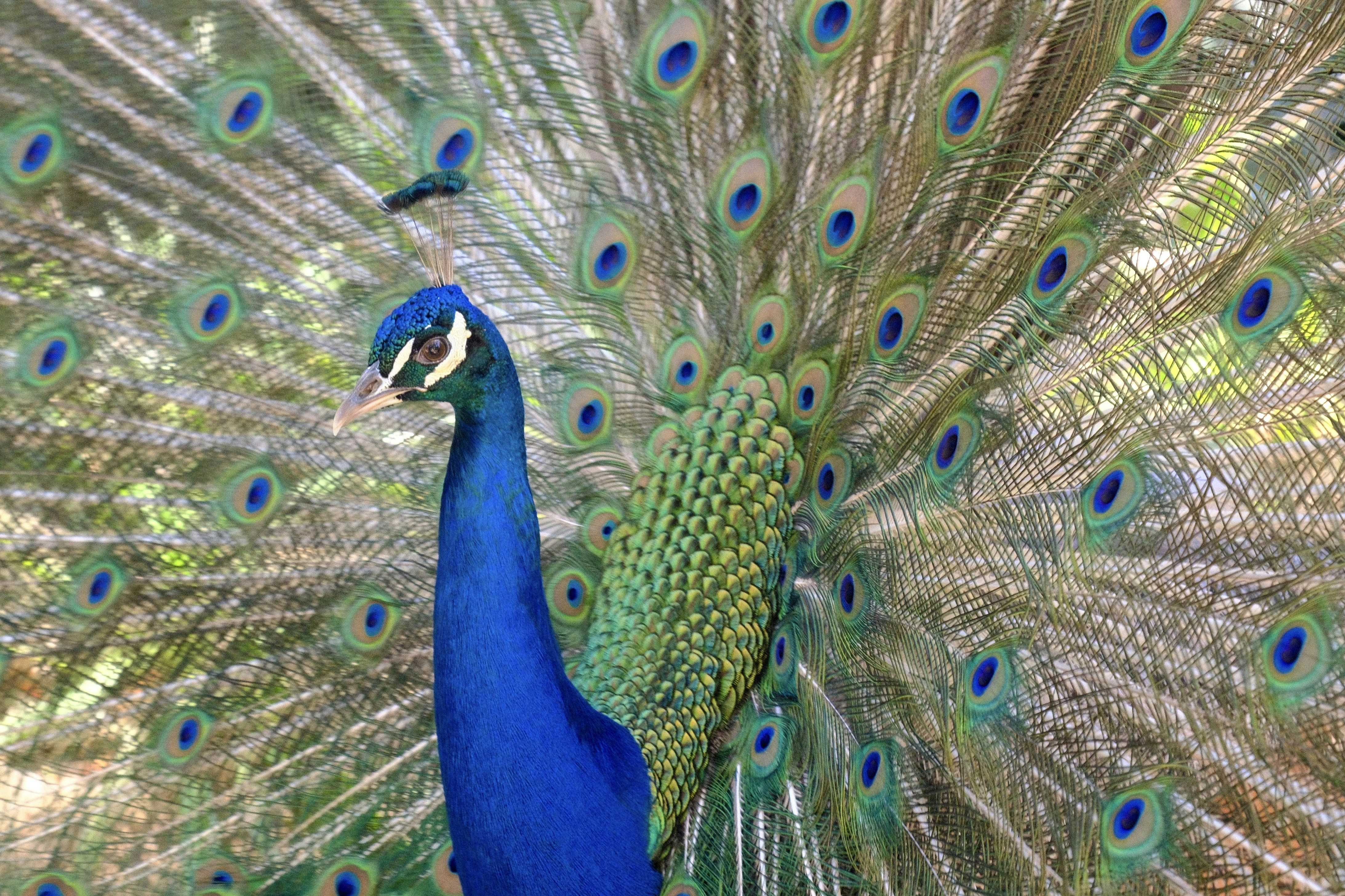 Emerald Crest: A Peacock's Portrait with Fanned Tapestry