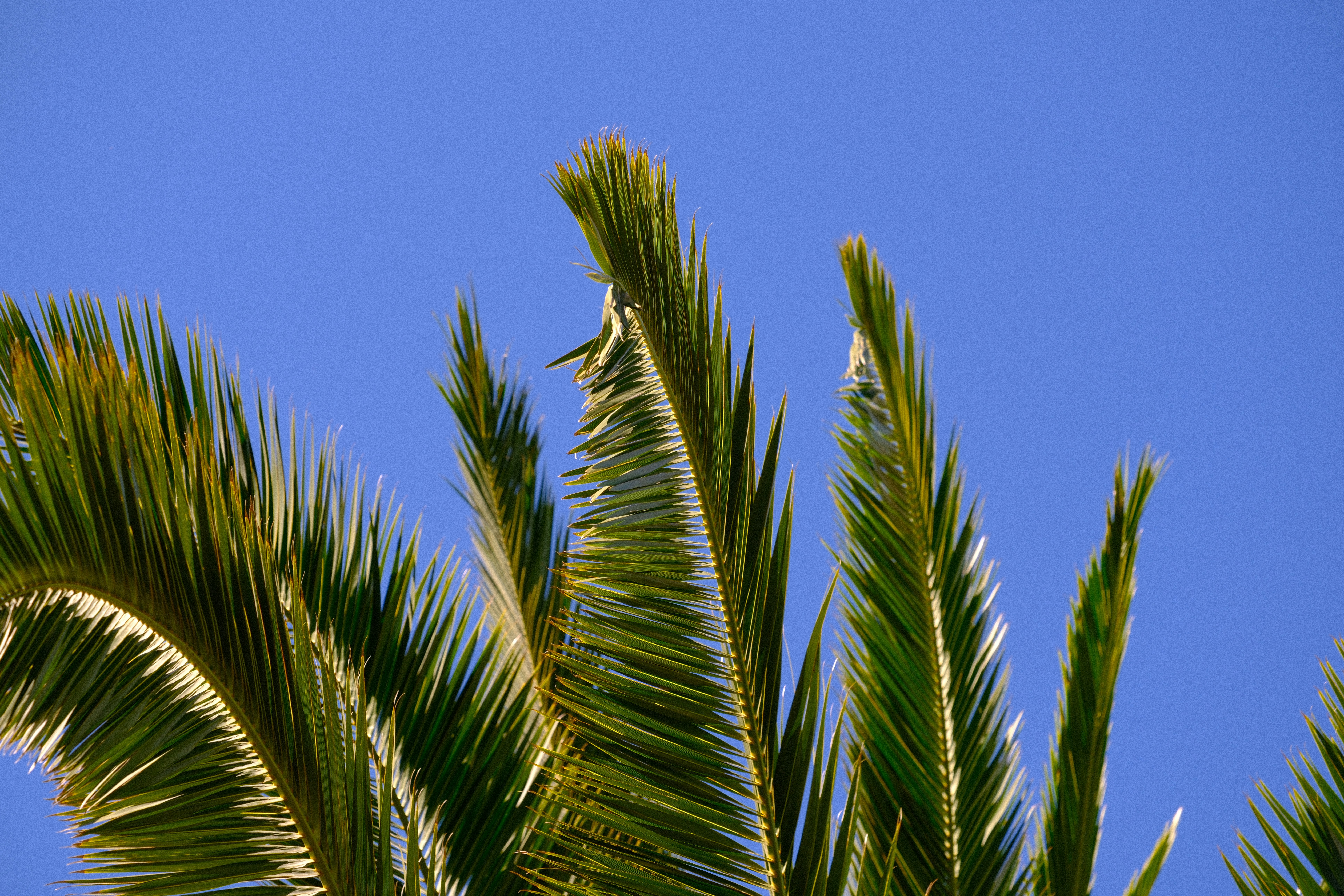 Crowning Palm Fronds Against a Clear Oceanic Blue