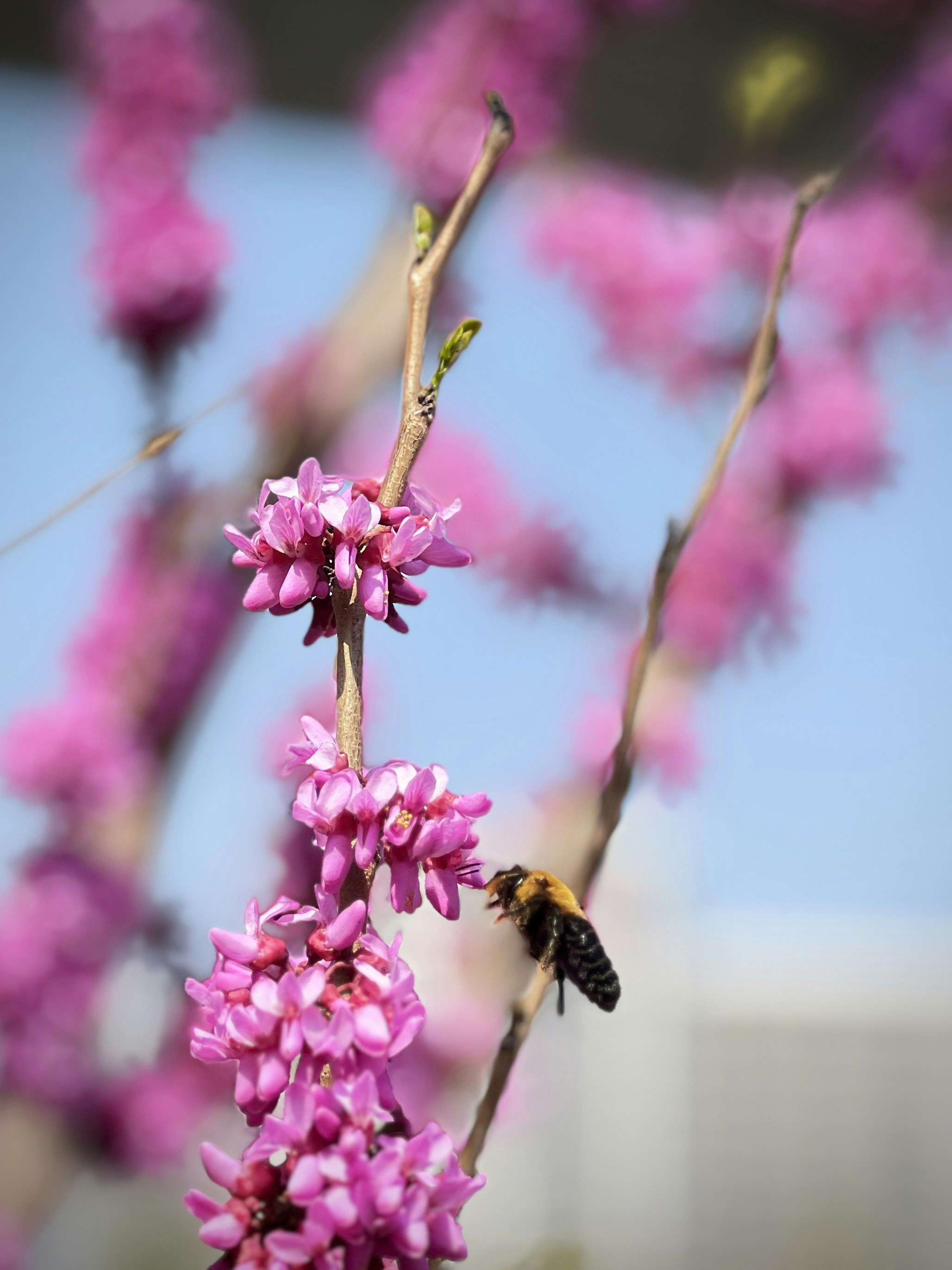 Blooming Pink Spike: A Bee's Busy Moment on a Spring Branch