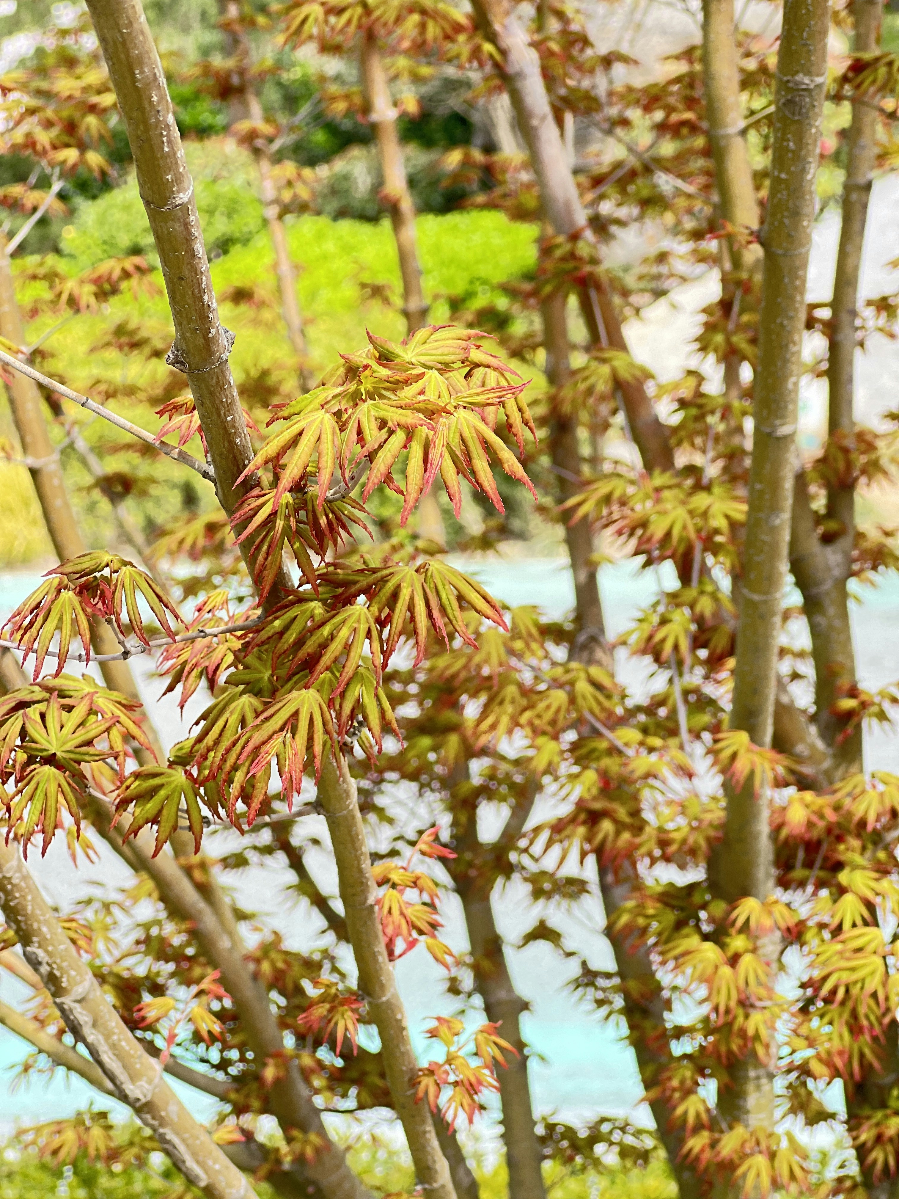Amber Maple Quietude: Morning Light Through Thin Trunks