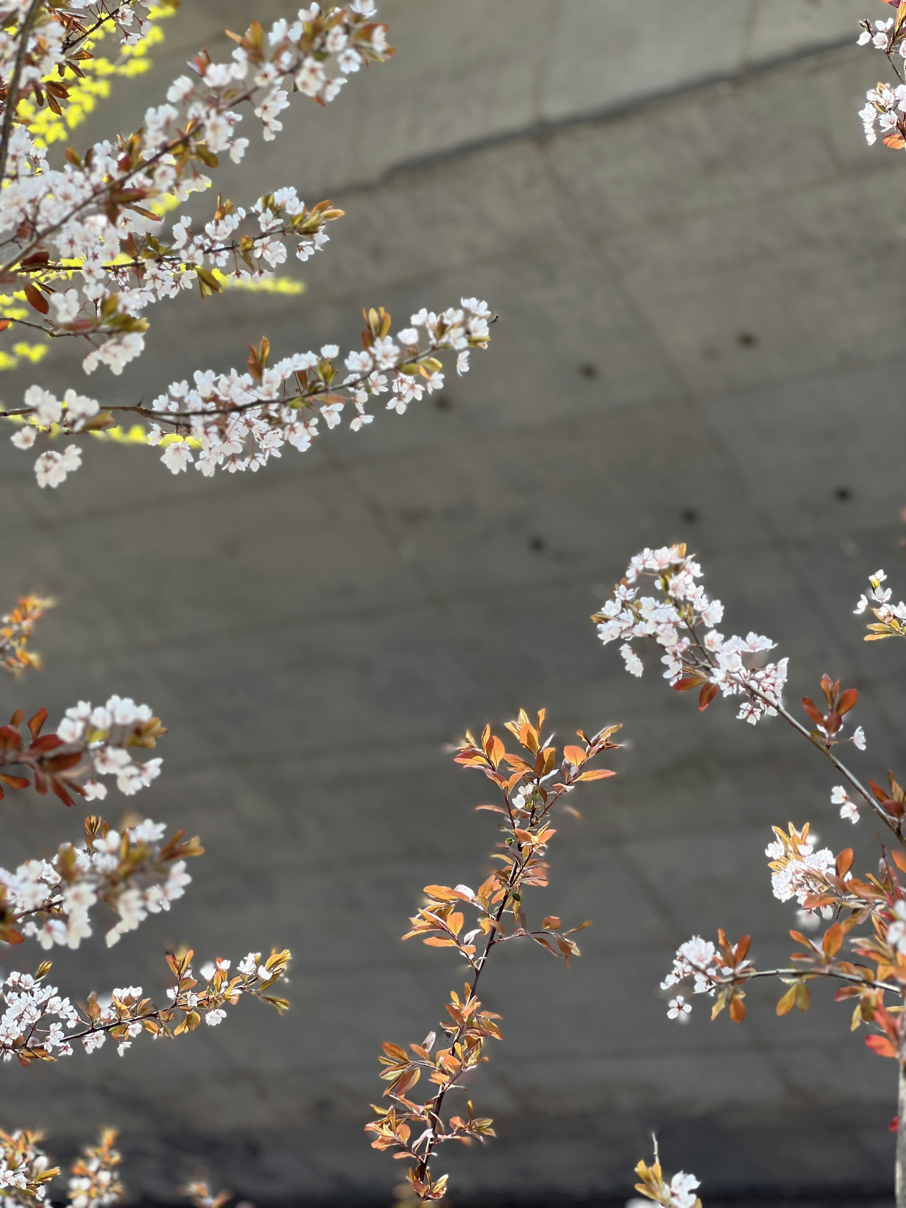Blooming Branches Against a Concrete Backdrop