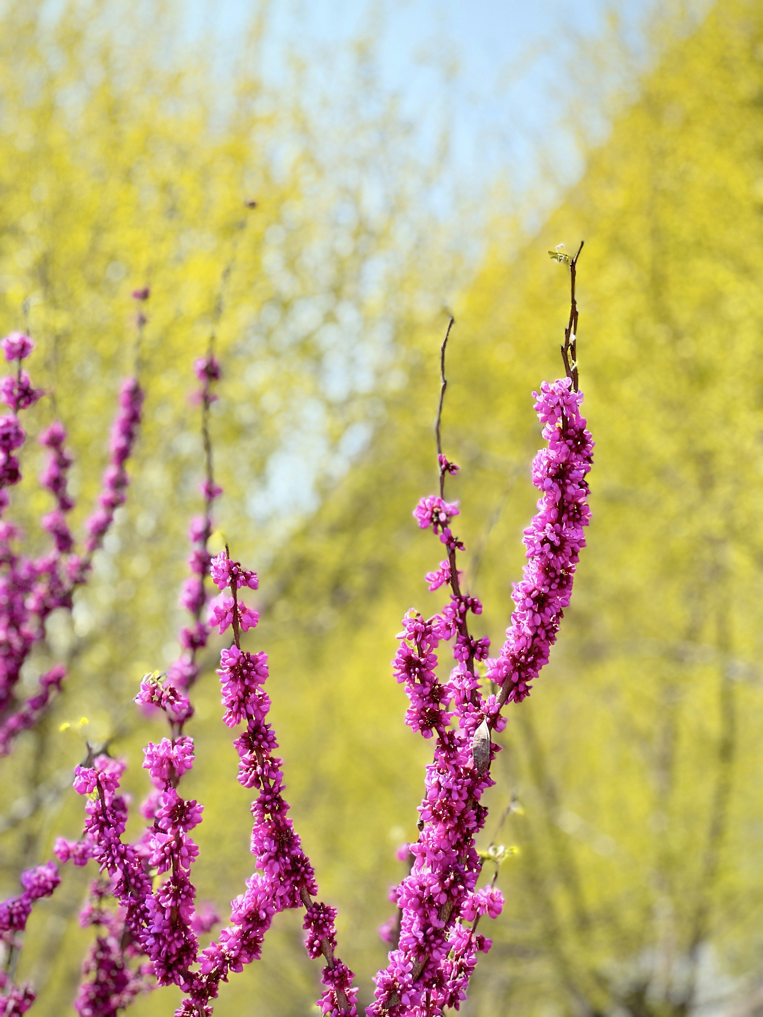 Vibrant Magenta Catkins in a Spring Field