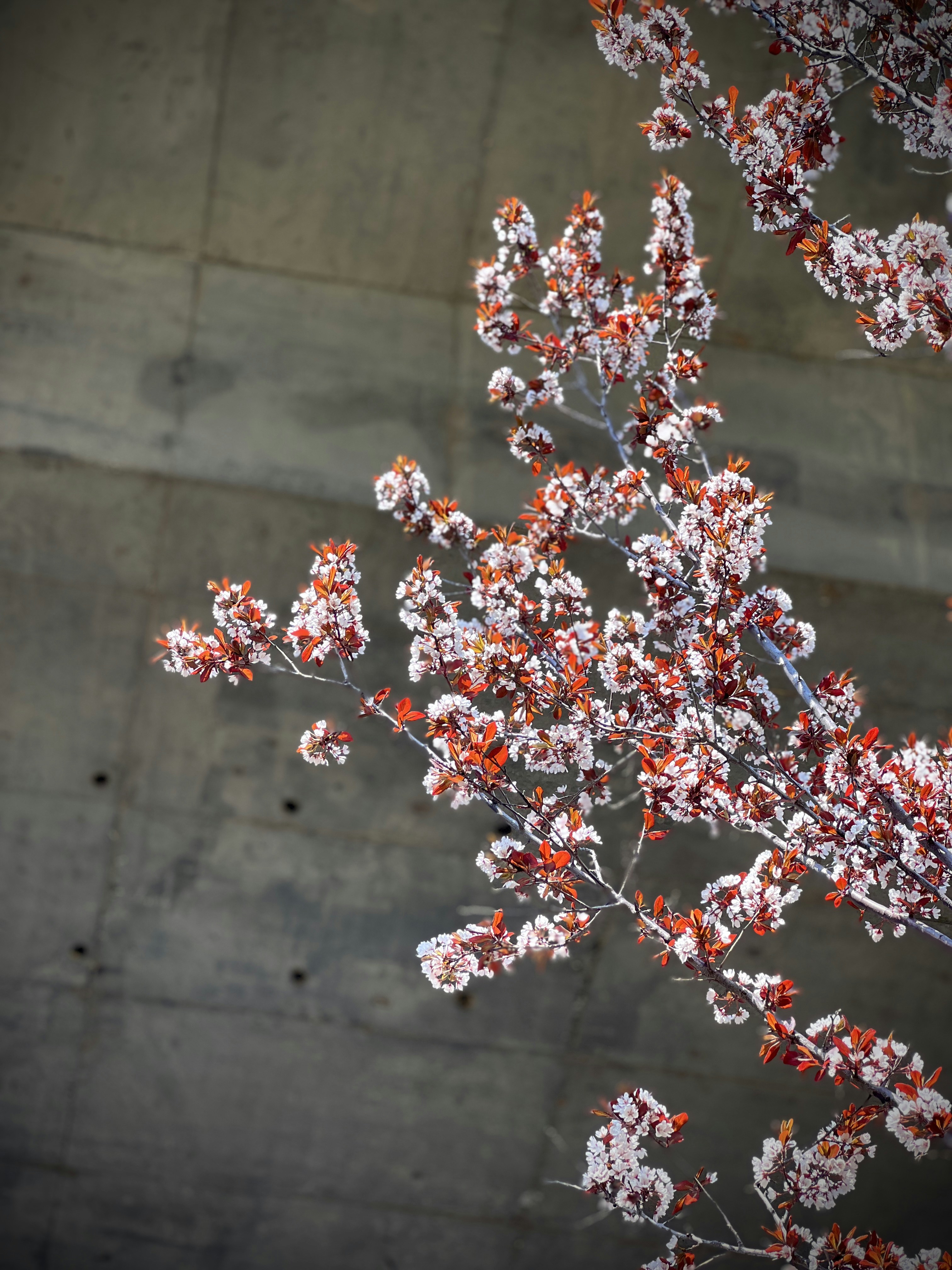 Crimson blossoms against a gray ramp: frost-touched branches