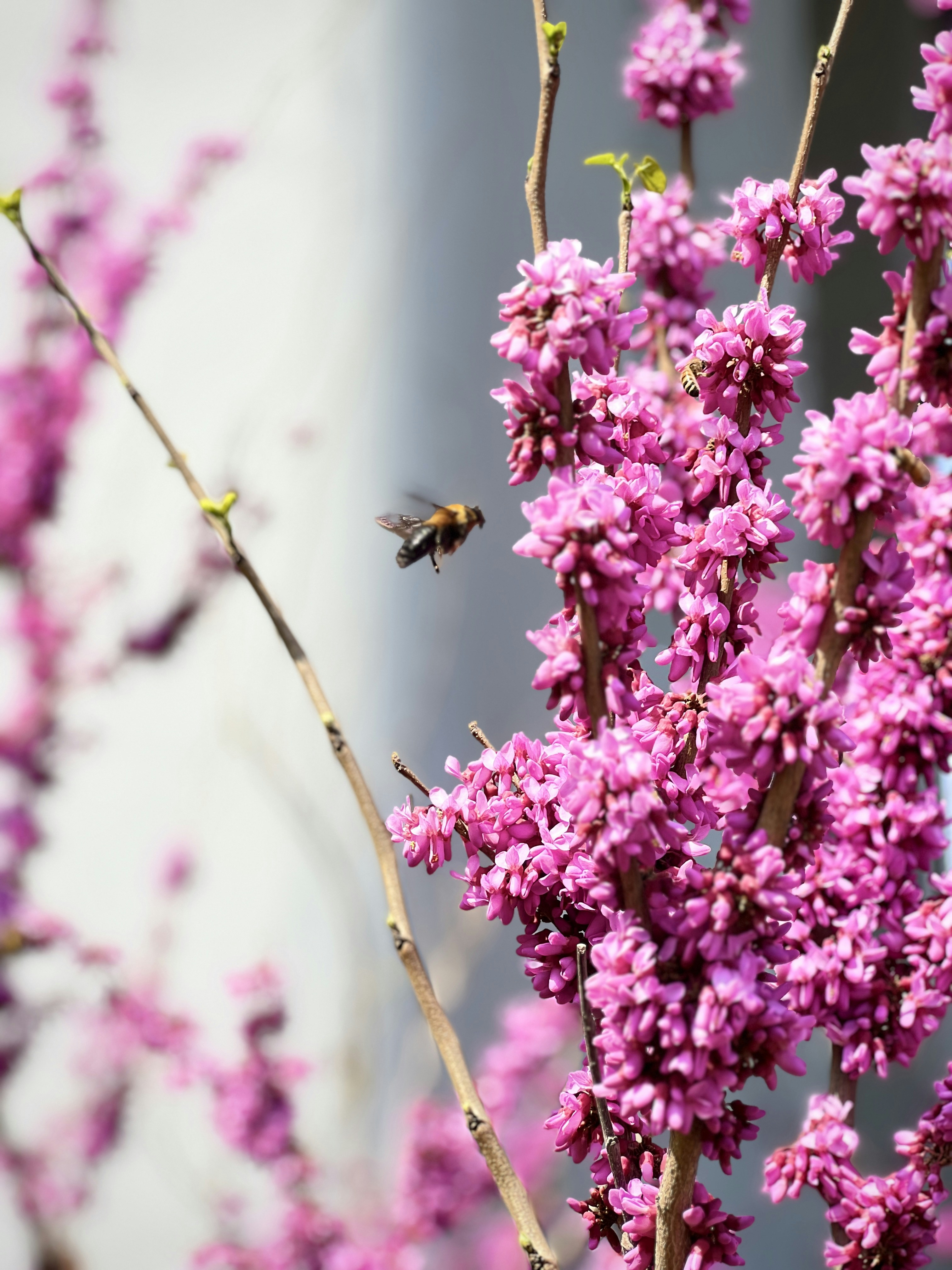 Hovering Visitor Among Magenta Catkins