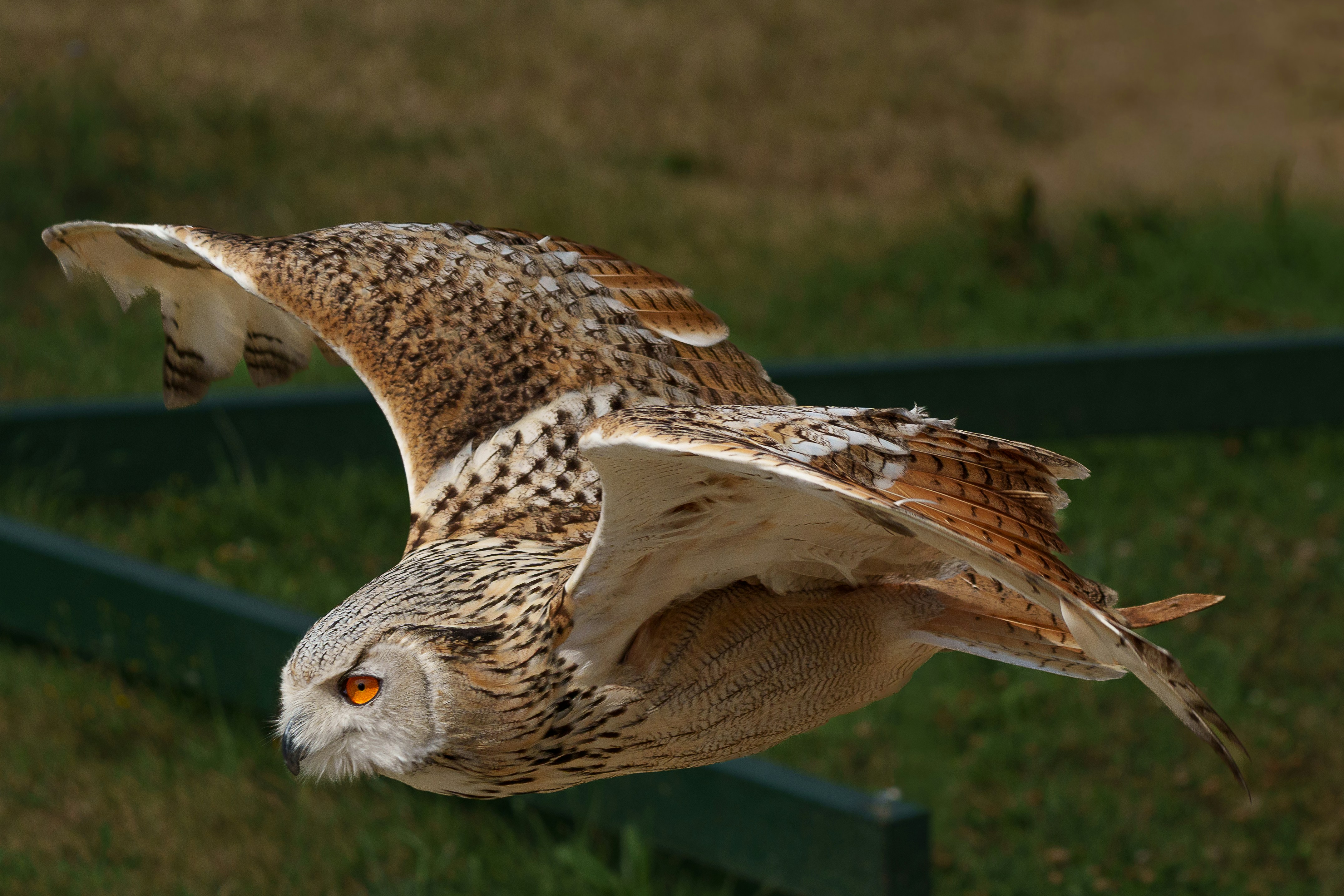 Mid-Flight Owl: Focused Pursuit Across a Green Field