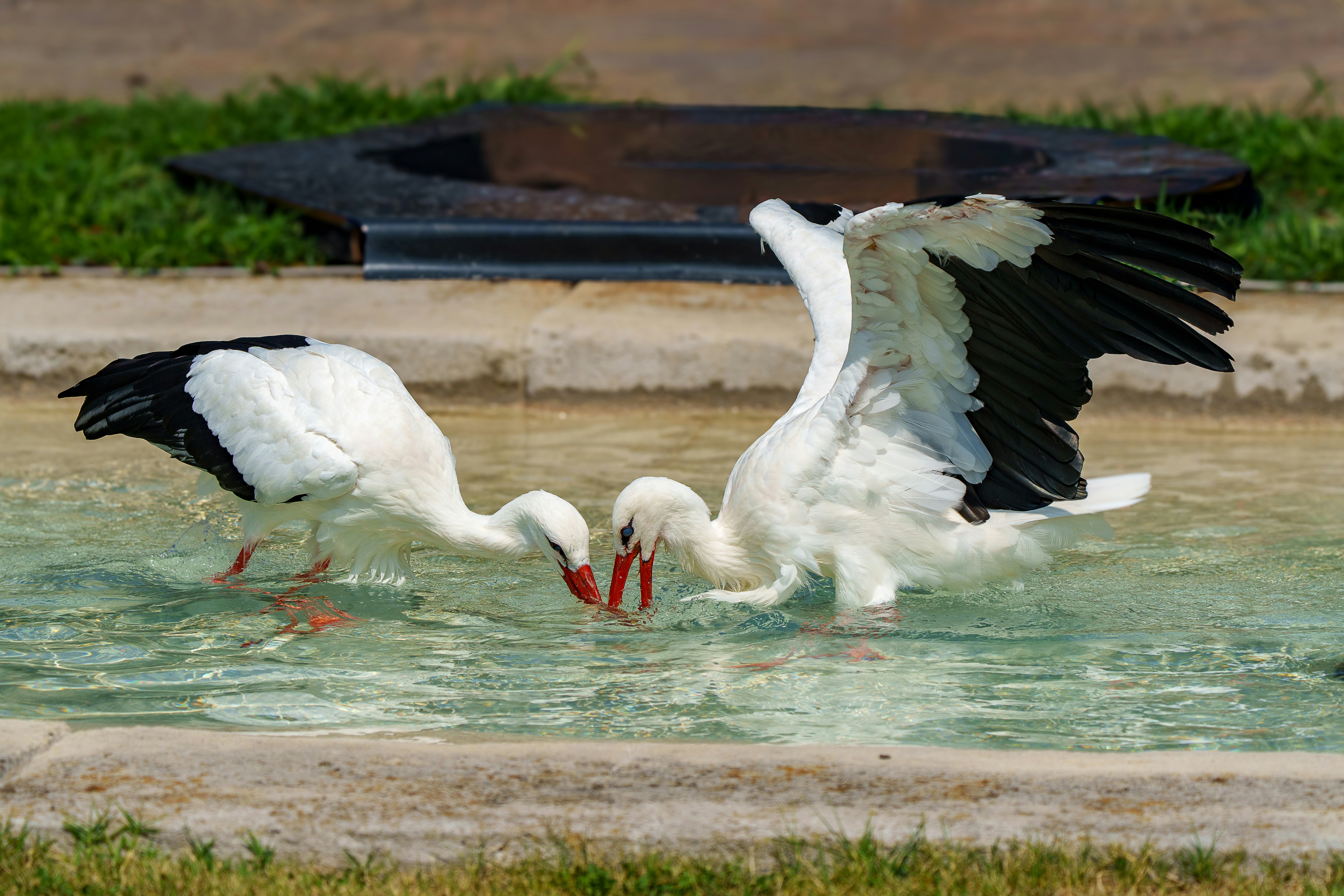 Winged Duel at the Waterline