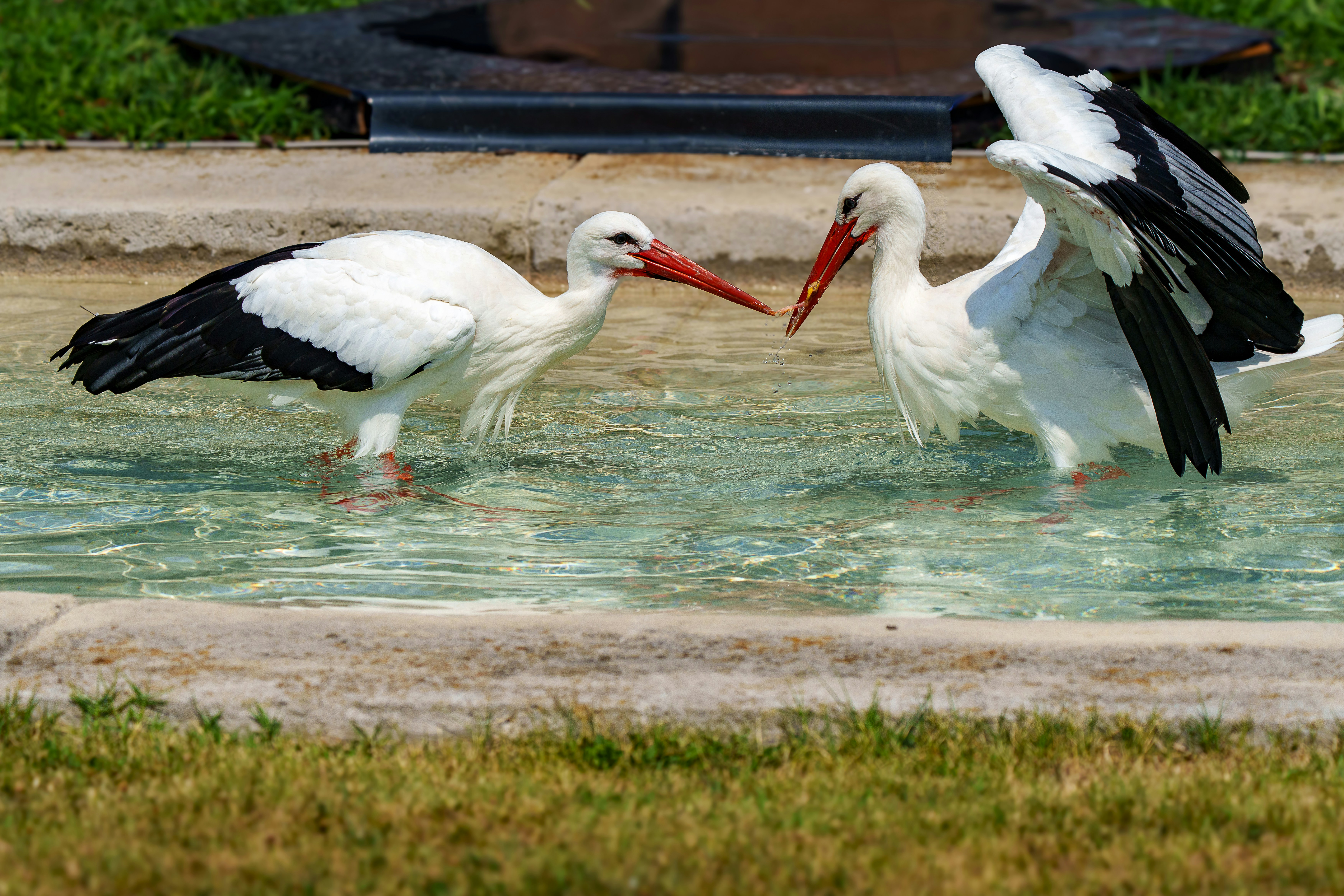 Confrontation at the Water’s Edge: Two White Storks Face Off
