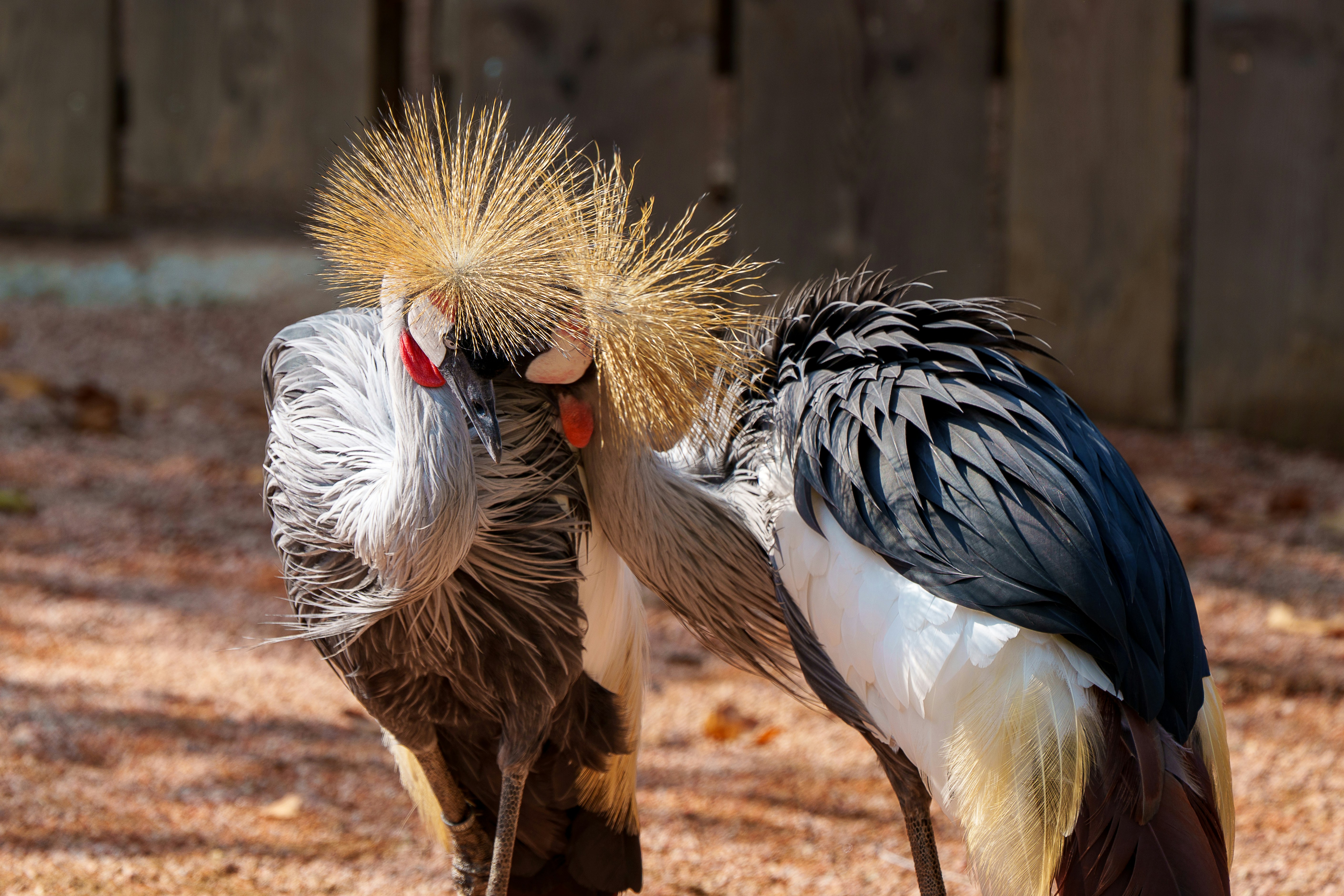 Conspirators of a Groomed Crest