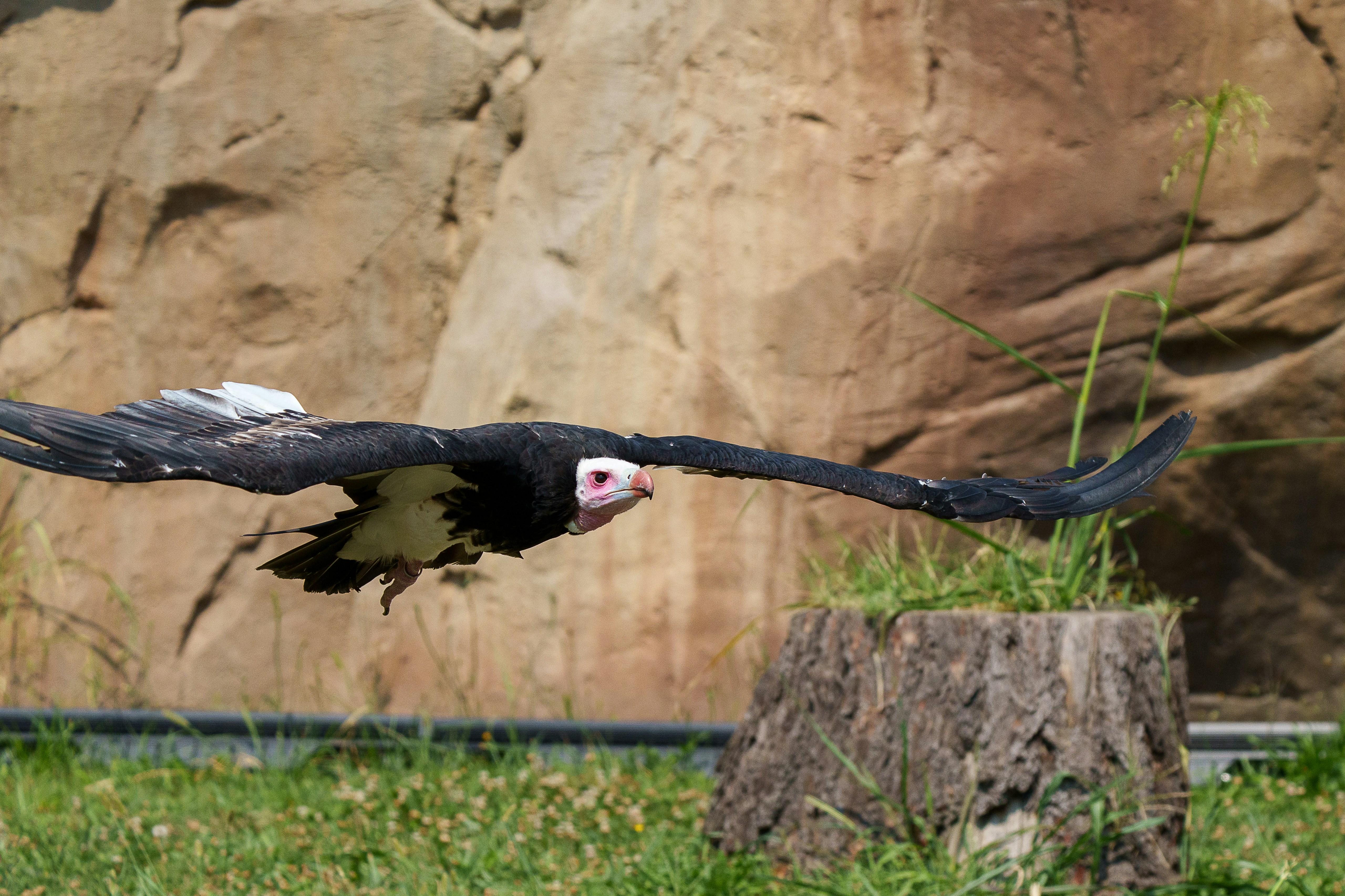 Winged Glide Across the Rock Garden