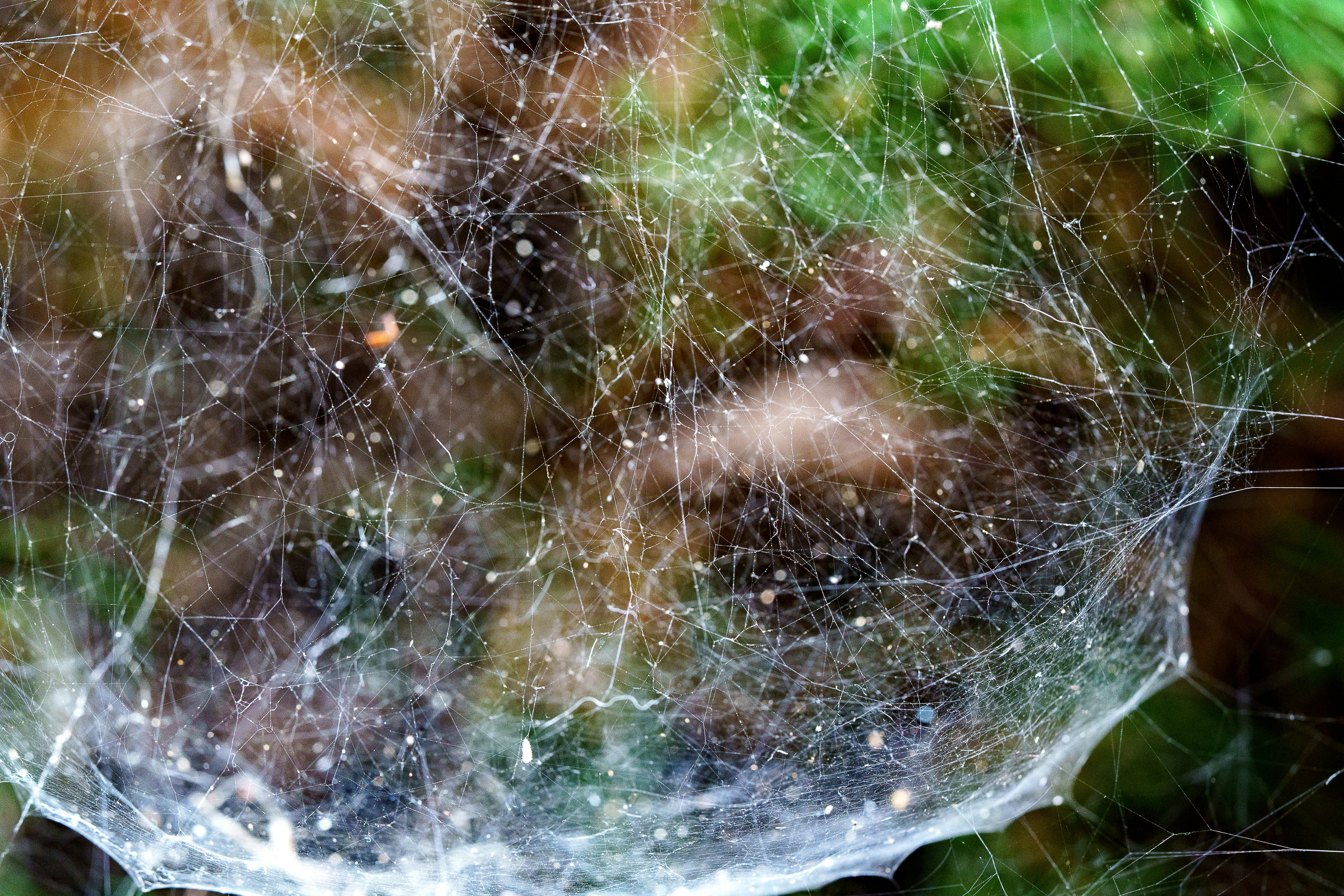 Silken Veil: A Cobweb Network Spanning a Garden Threshold