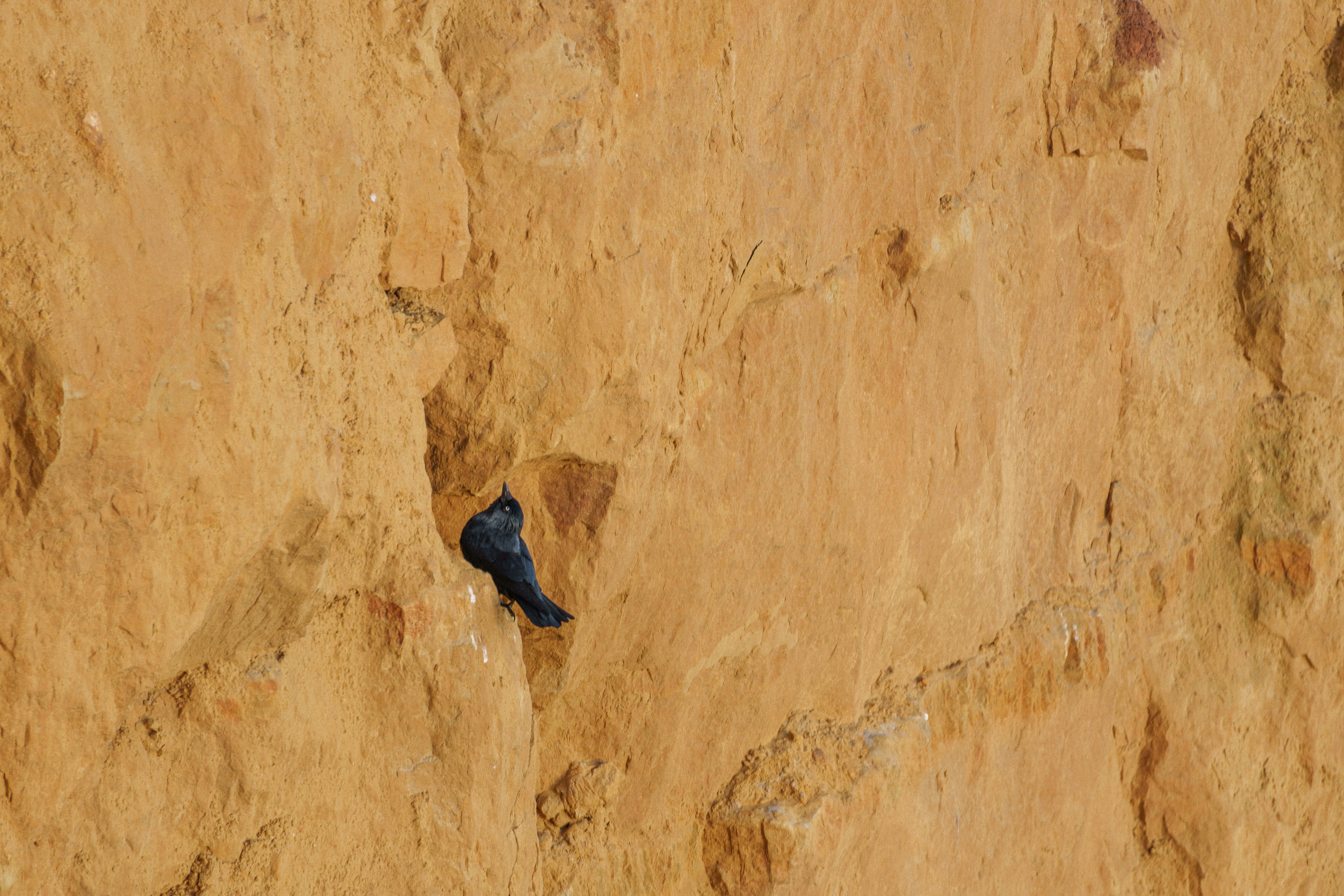 Black Bird Clinging to a Sunlit Cliff Face