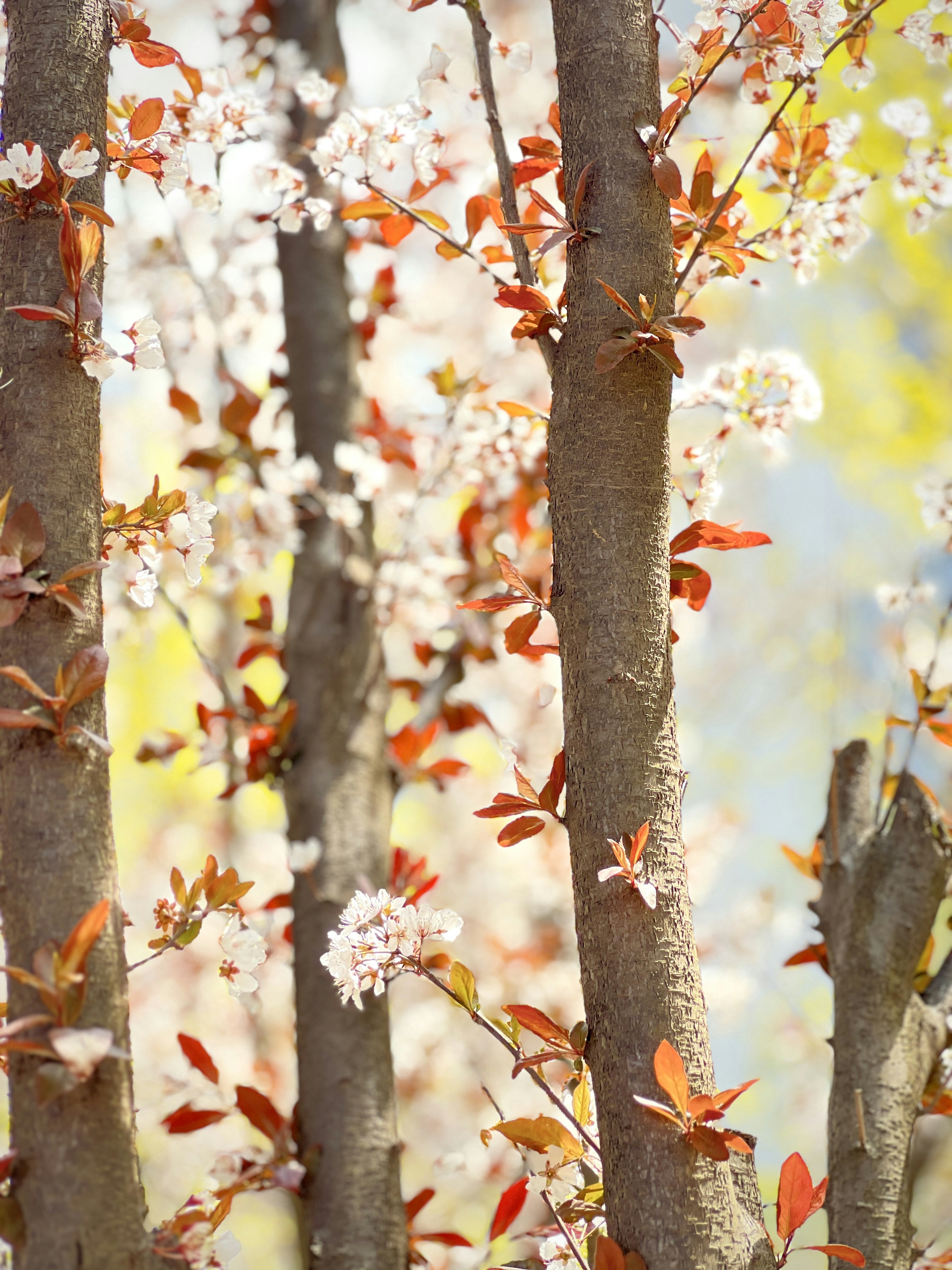 Blossoms Amid Bark: A Spring Creek in Color