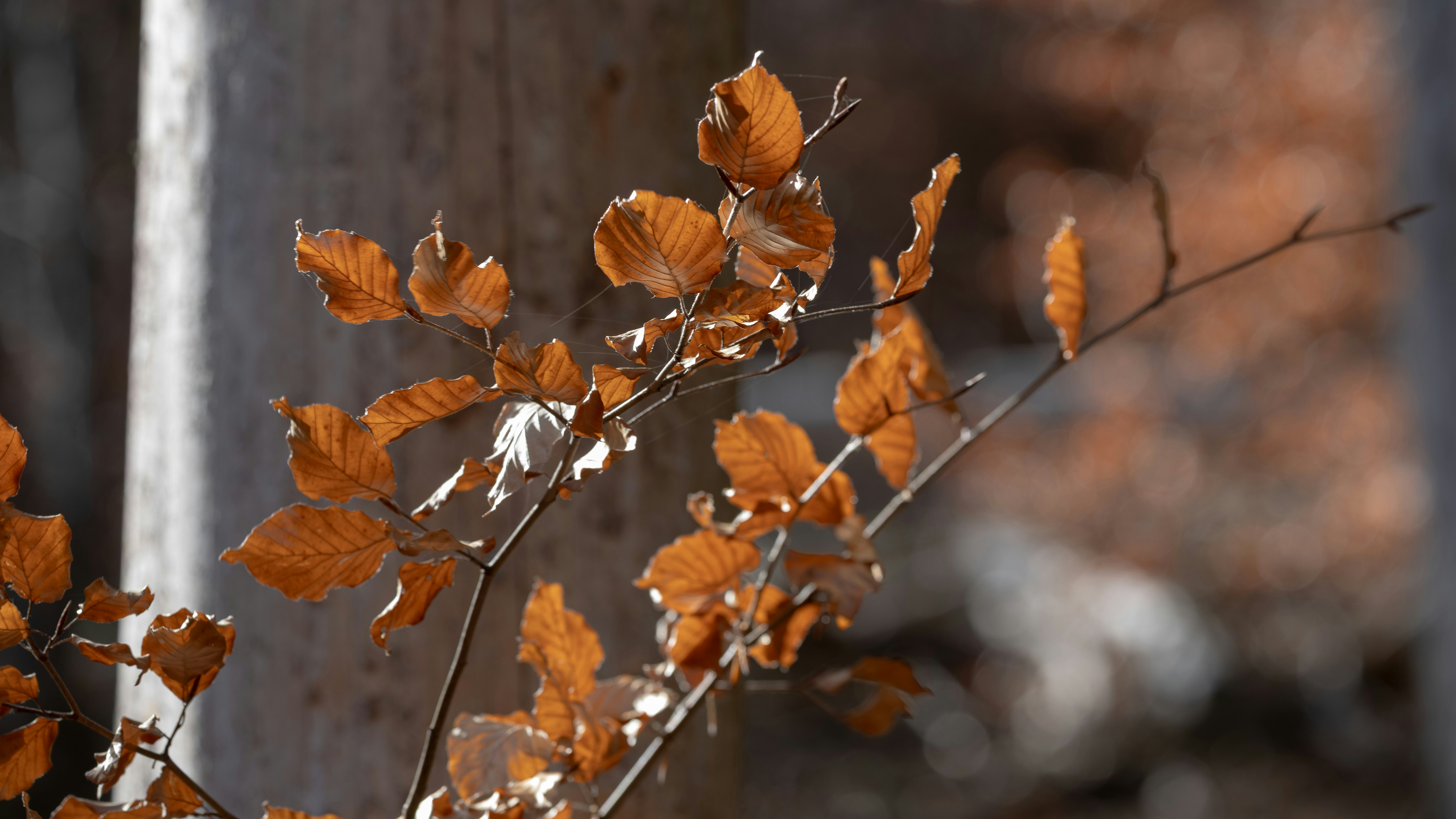 Autumnal Branch in Soft Focus Corridor