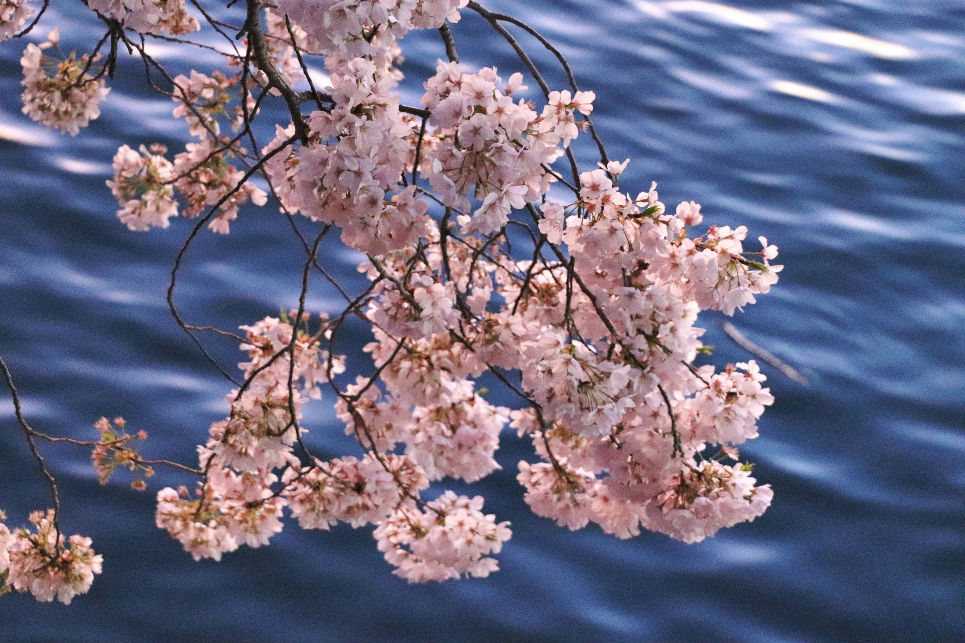 Cherry Blossom Cascade Over Indigo Waters