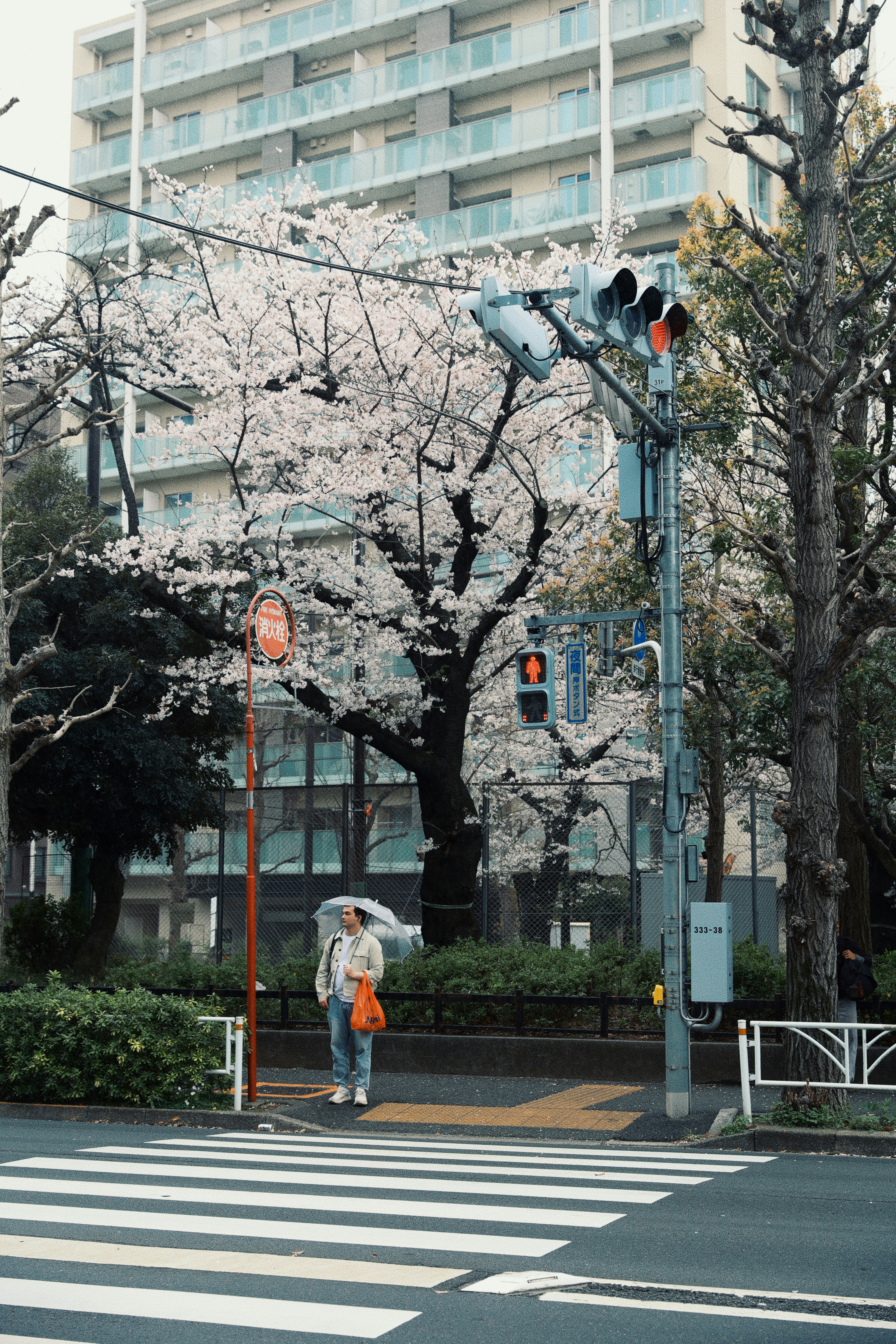 Spring Rain Crossing in Tokyo