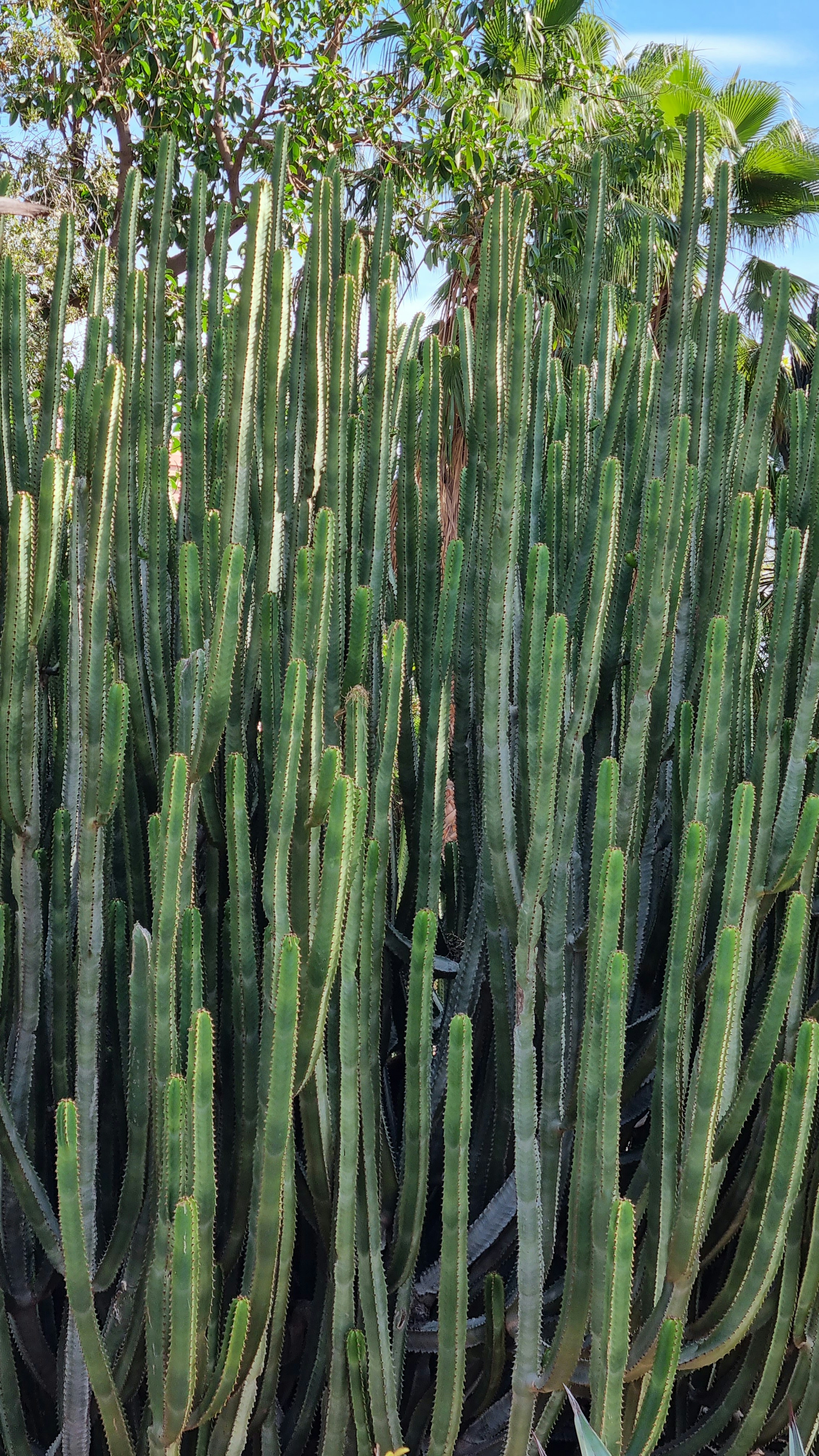 Emerald Spine: A Forest of Tall Succulents Reaching for the Sky