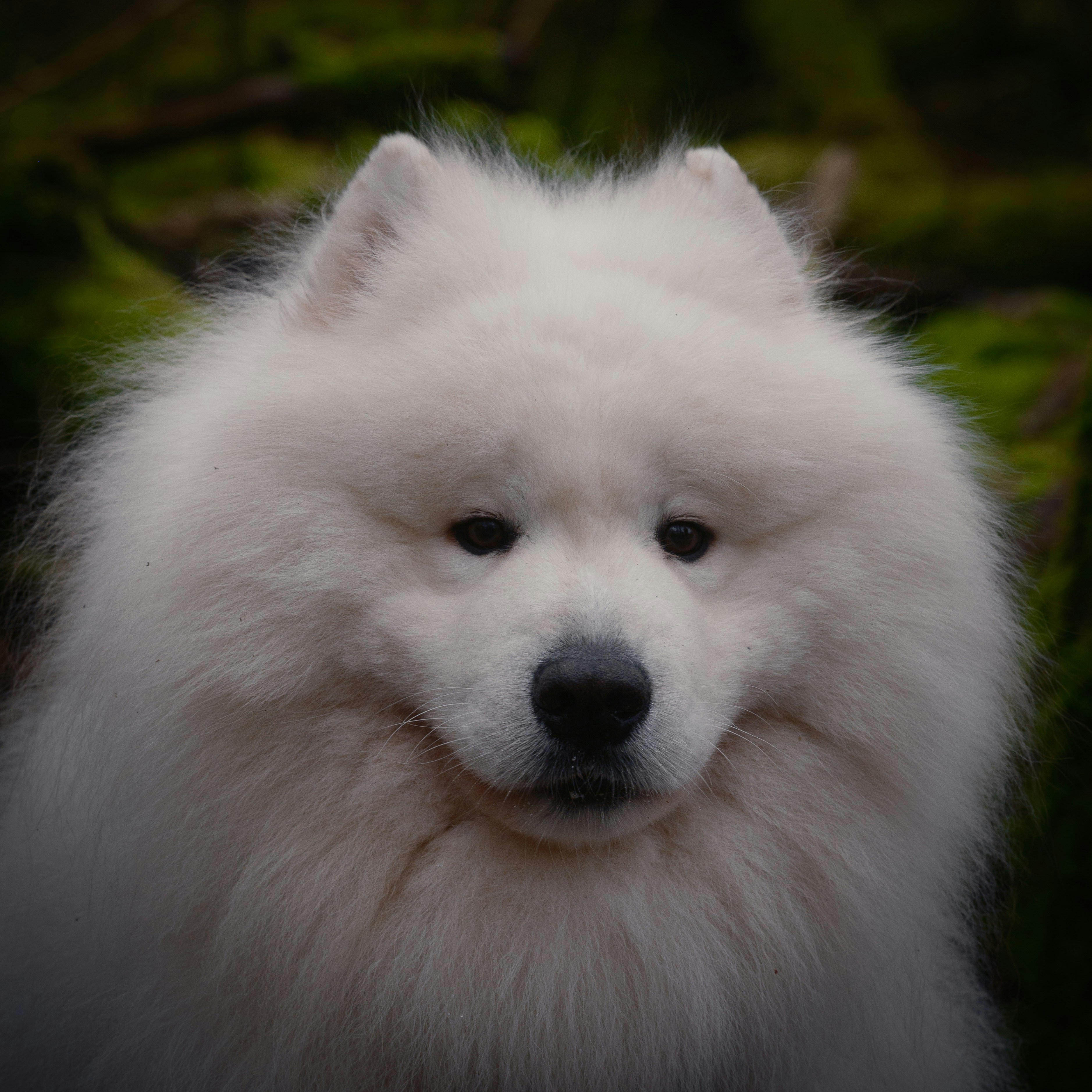 Portrait of a Calm White Samoyed in Soft Forest Light