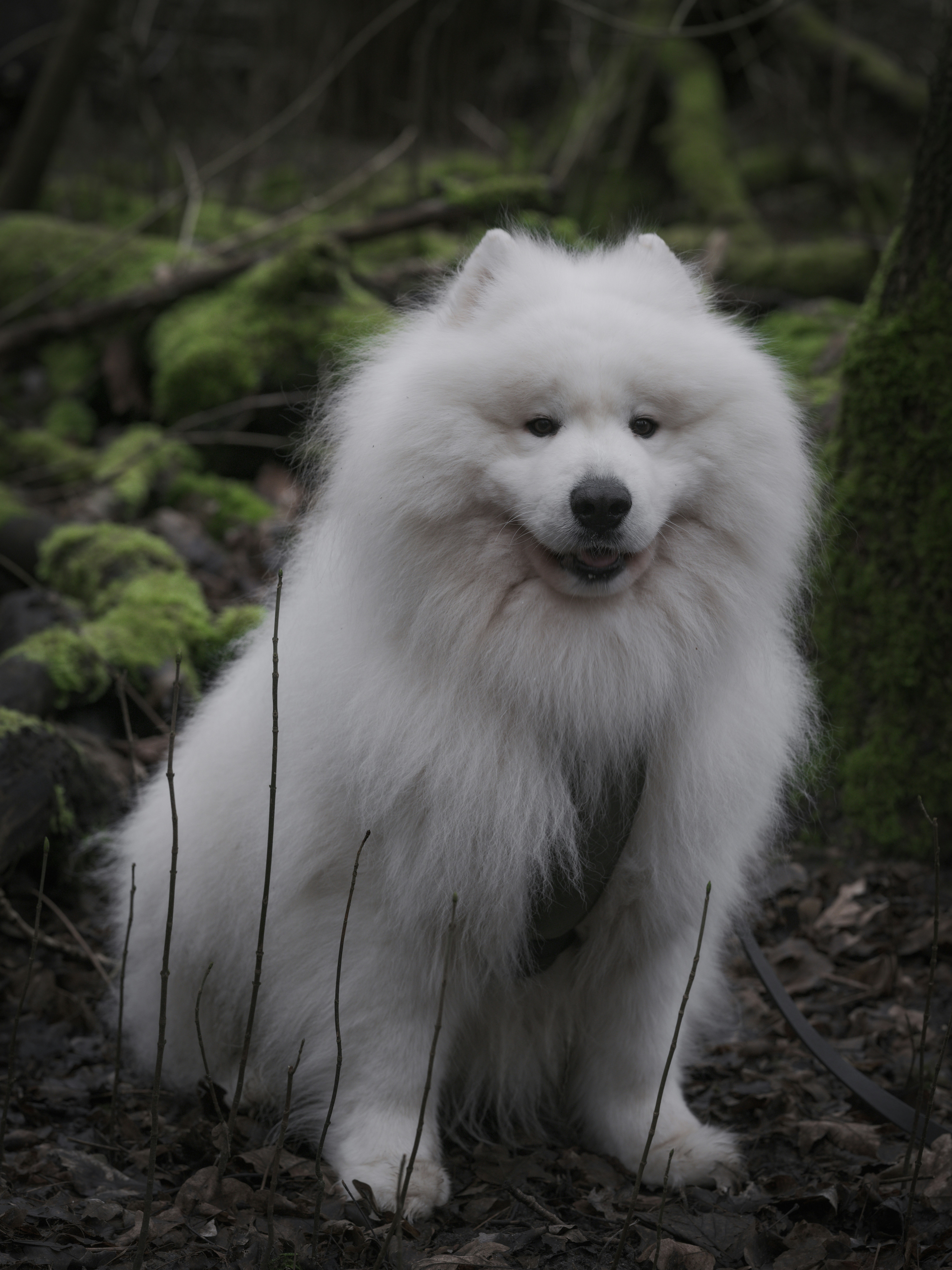 Snow-white Arctic Companion in a Mossy Forest