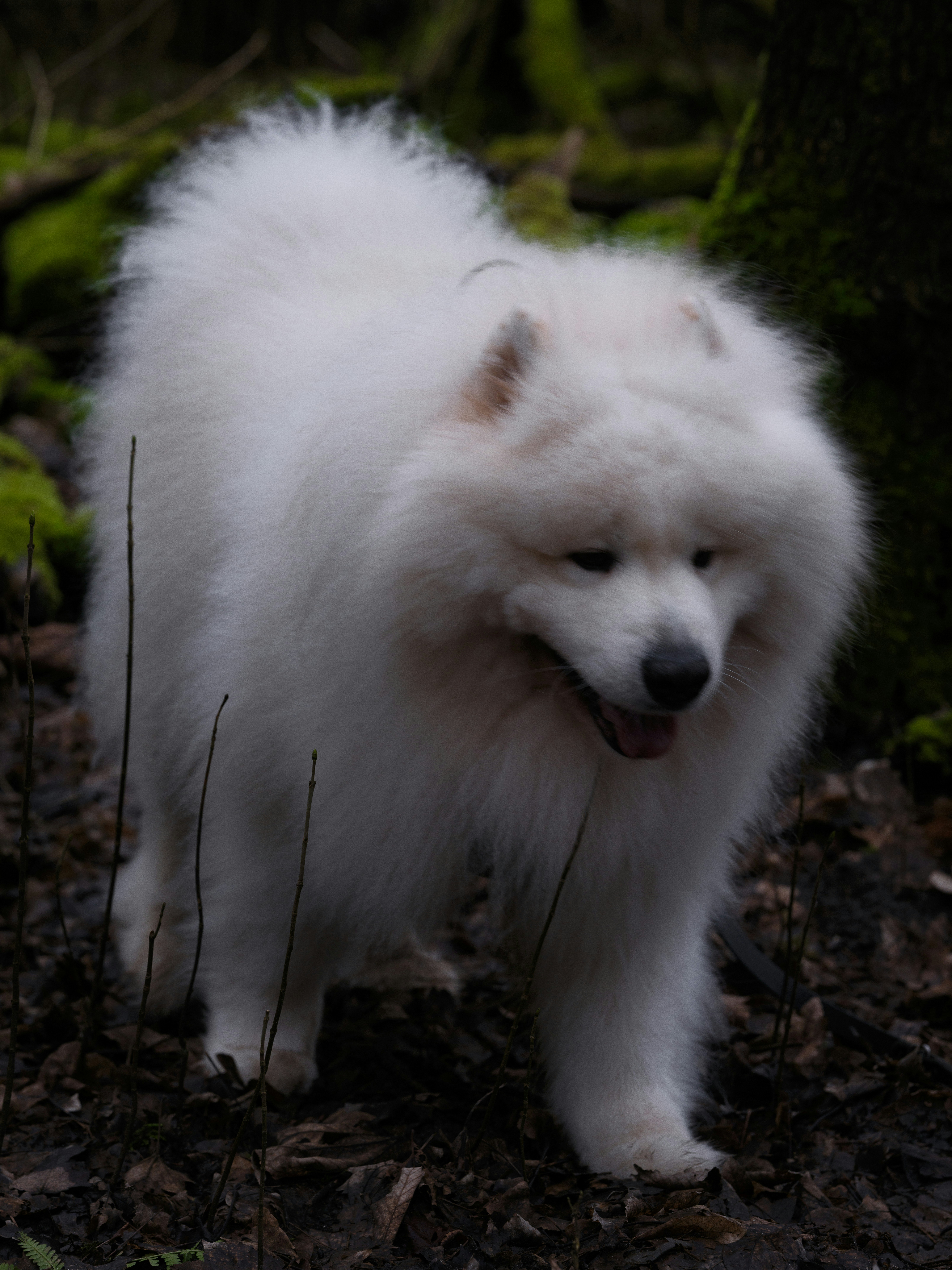 Winter Puffball: A fluffy white Samoyed traverses a mossy woodland